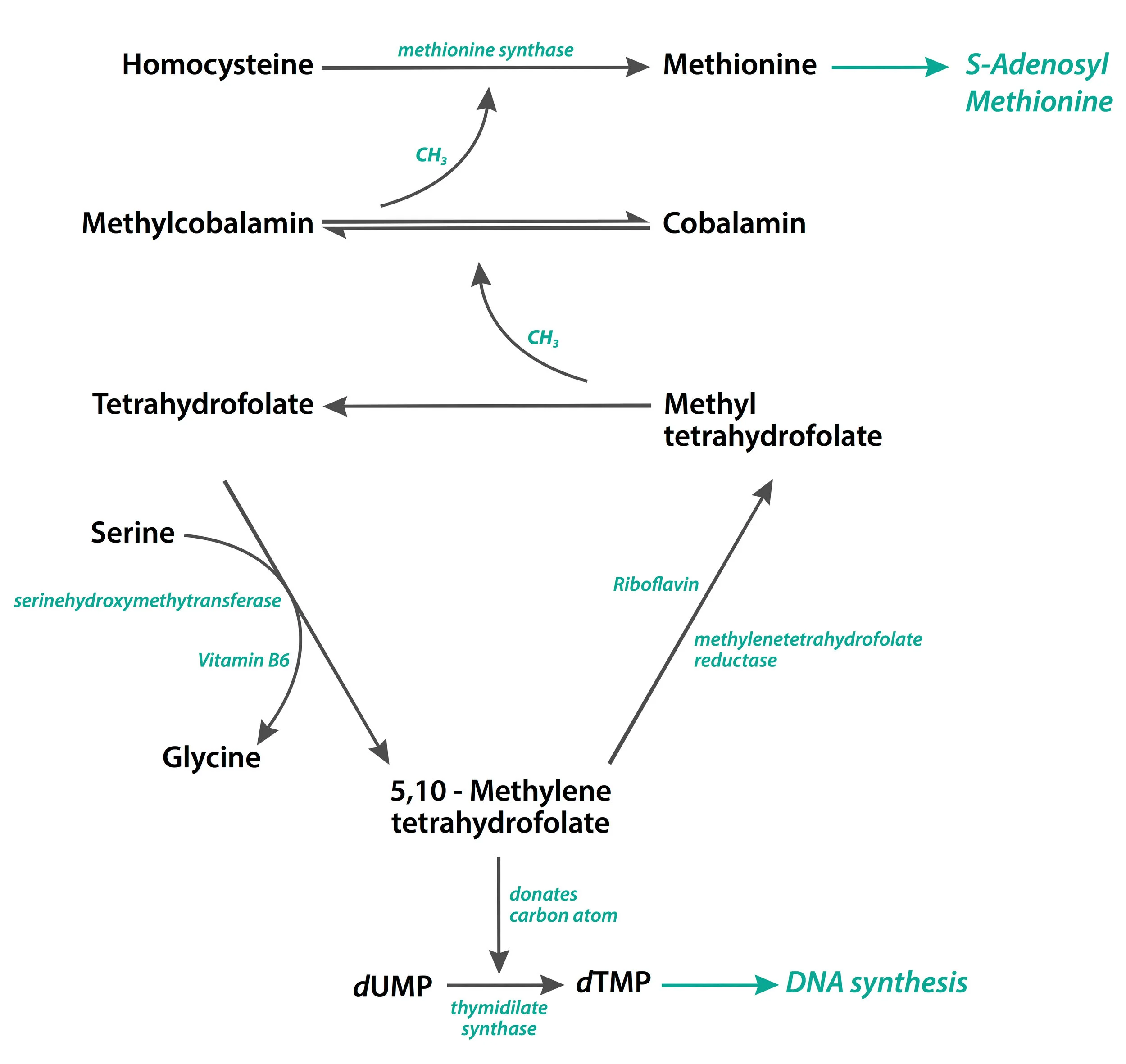 Folate Trap - The science behind B12 deficiency — Firstclass