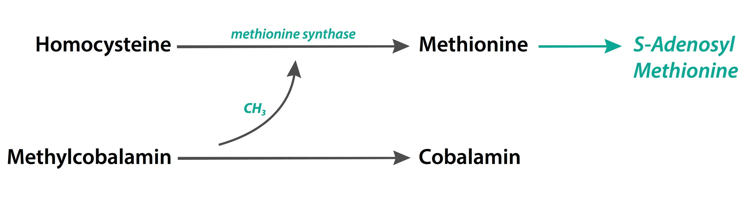 Folate Trap - The science behind B12 deficiency — Firstclass
