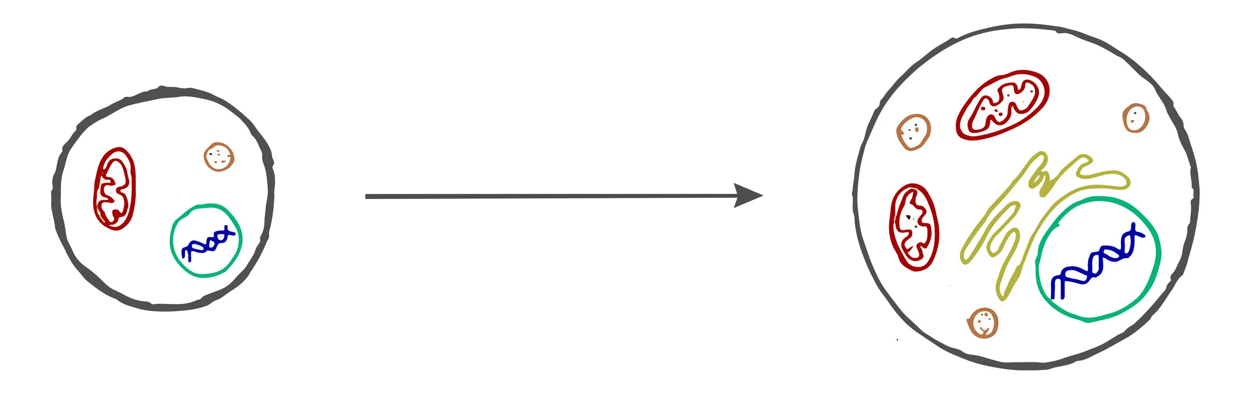 The Cell Cycle - Gateway to understanding Cancer — Firstclass
