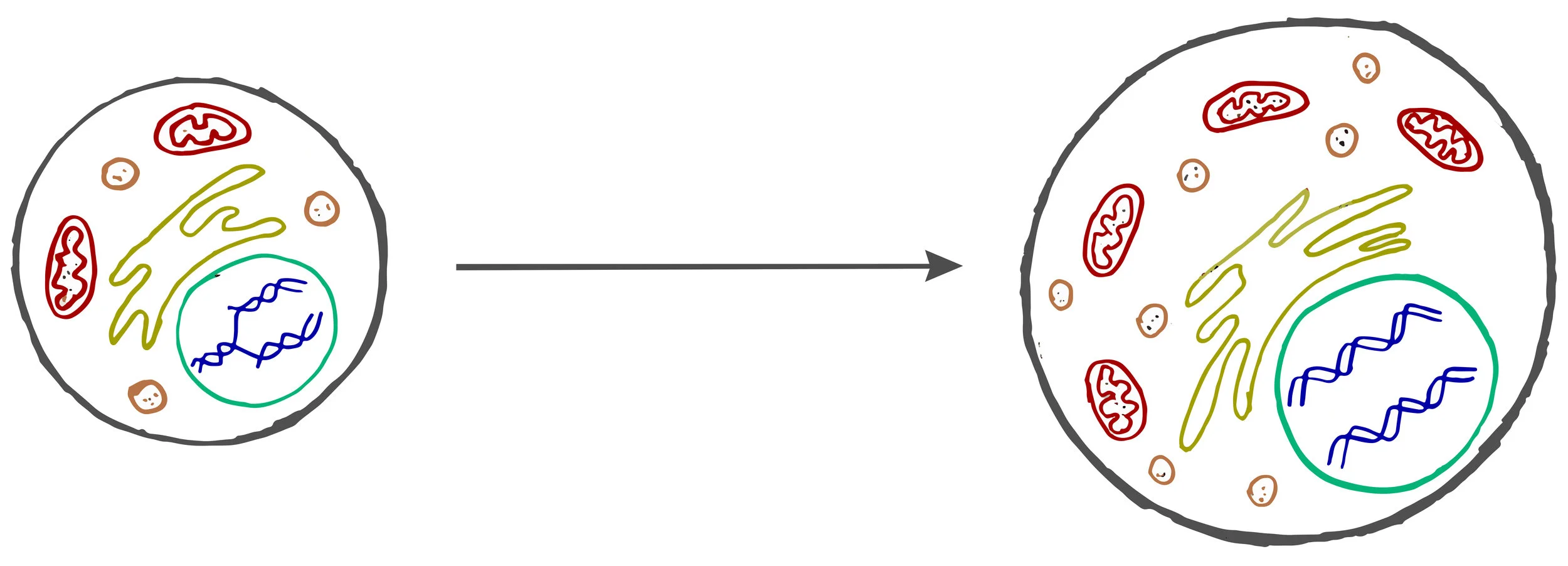 The Cell Cycle - Gateway to understanding Cancer — Firstclass
