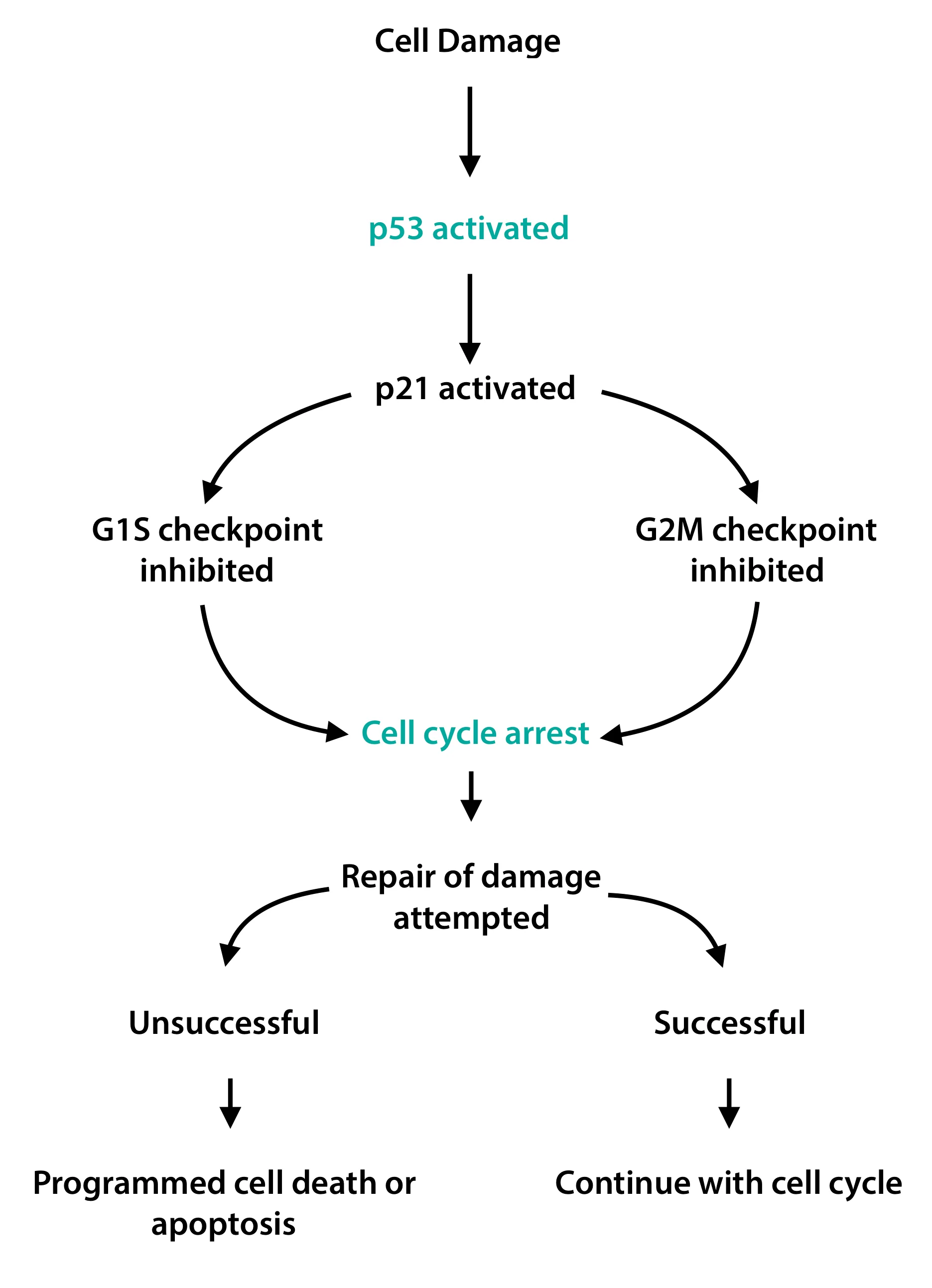p53 - Policeman of the Cell cycle — Firstclass