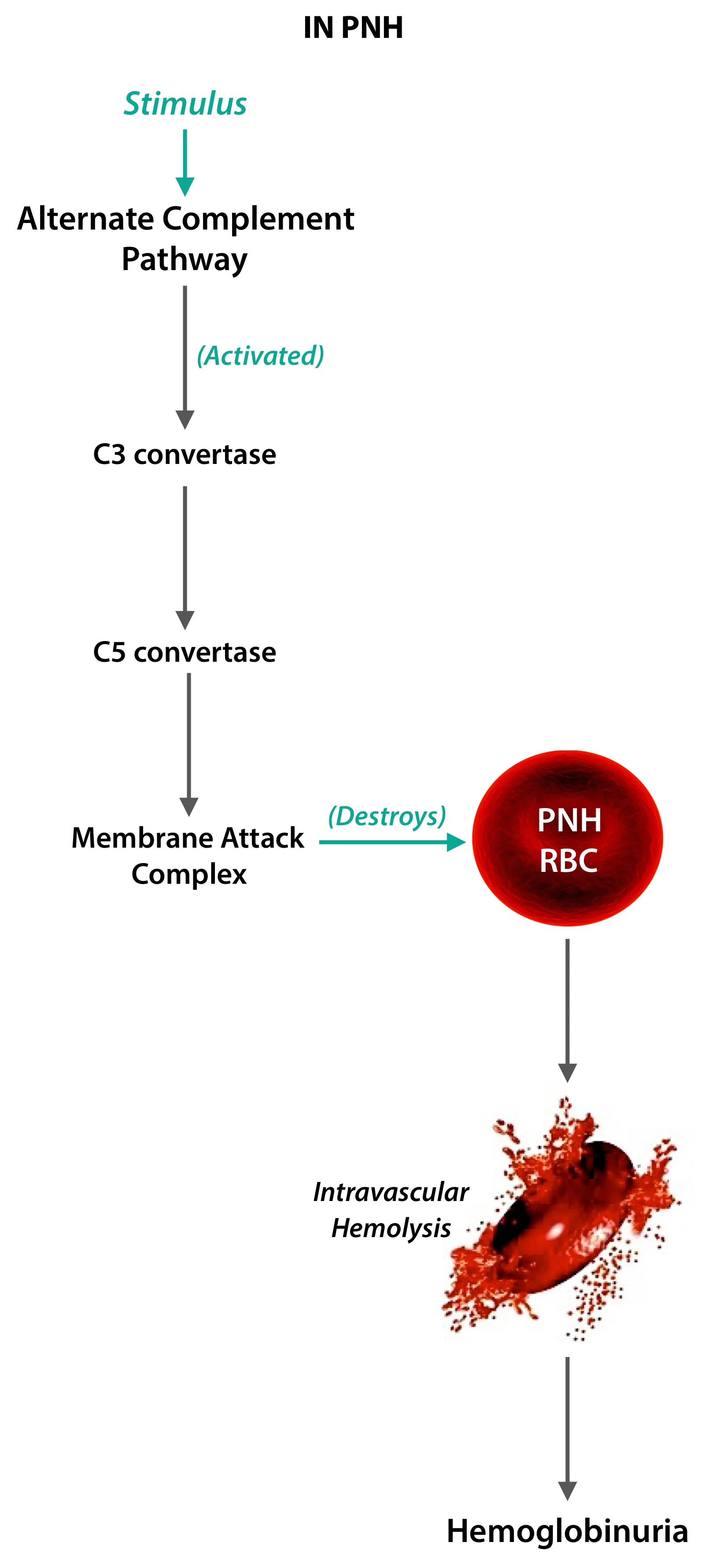 Paroxysmal Nocturnal Hemoglobinuria - A dark mystery — Firstclass