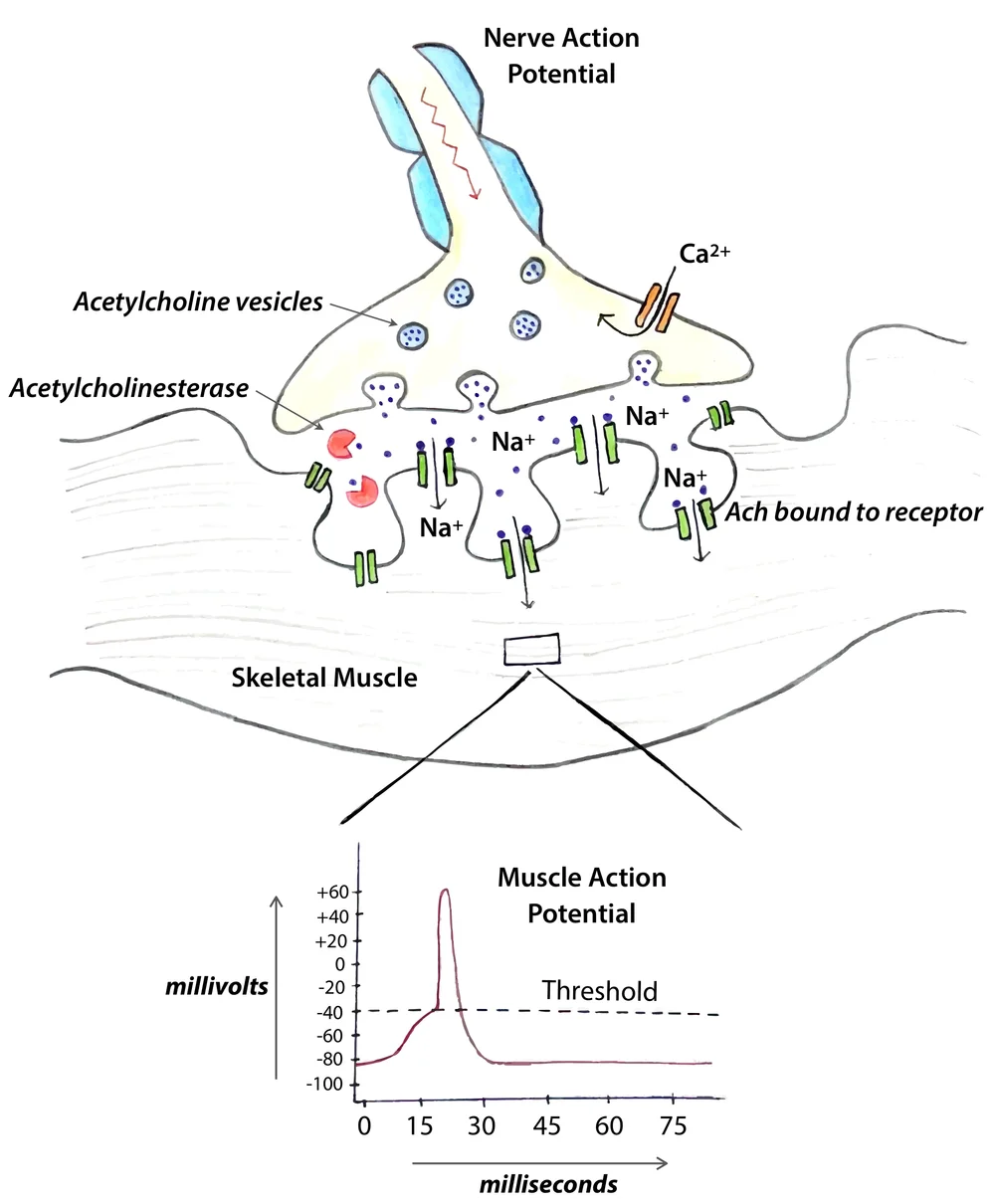 Sarin Gas Effects