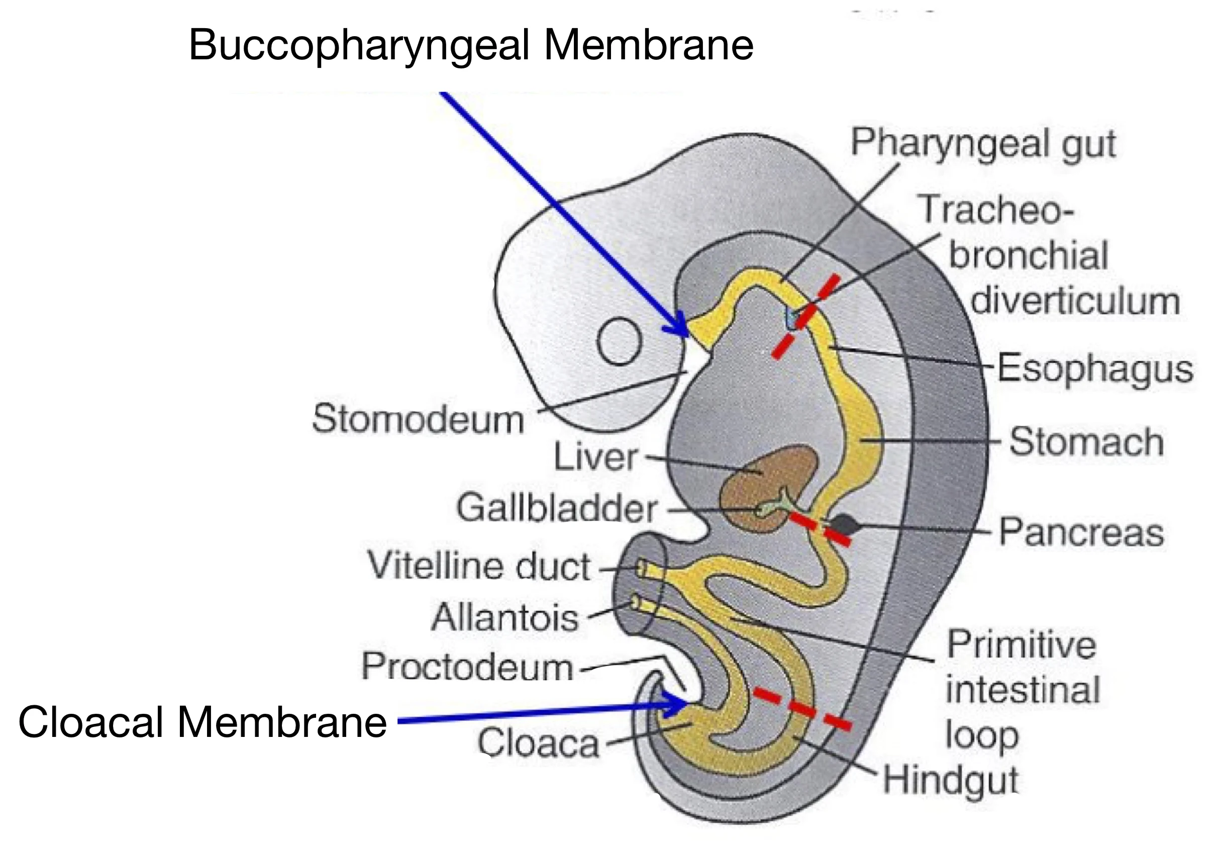 Gut Rotation - The Twist of Fate — Firstclass