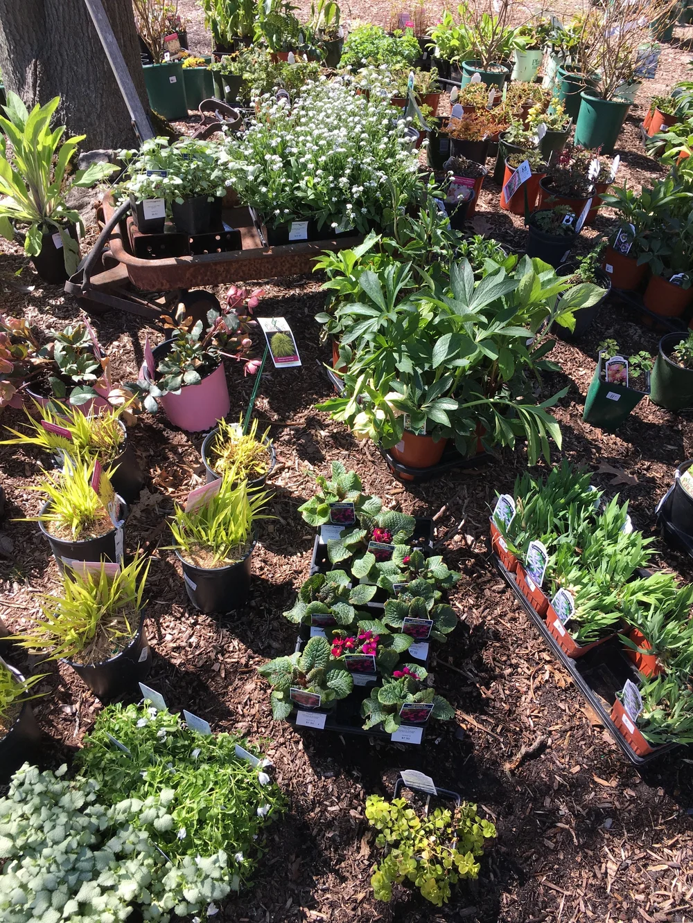 Nursery — Victoria Gardens