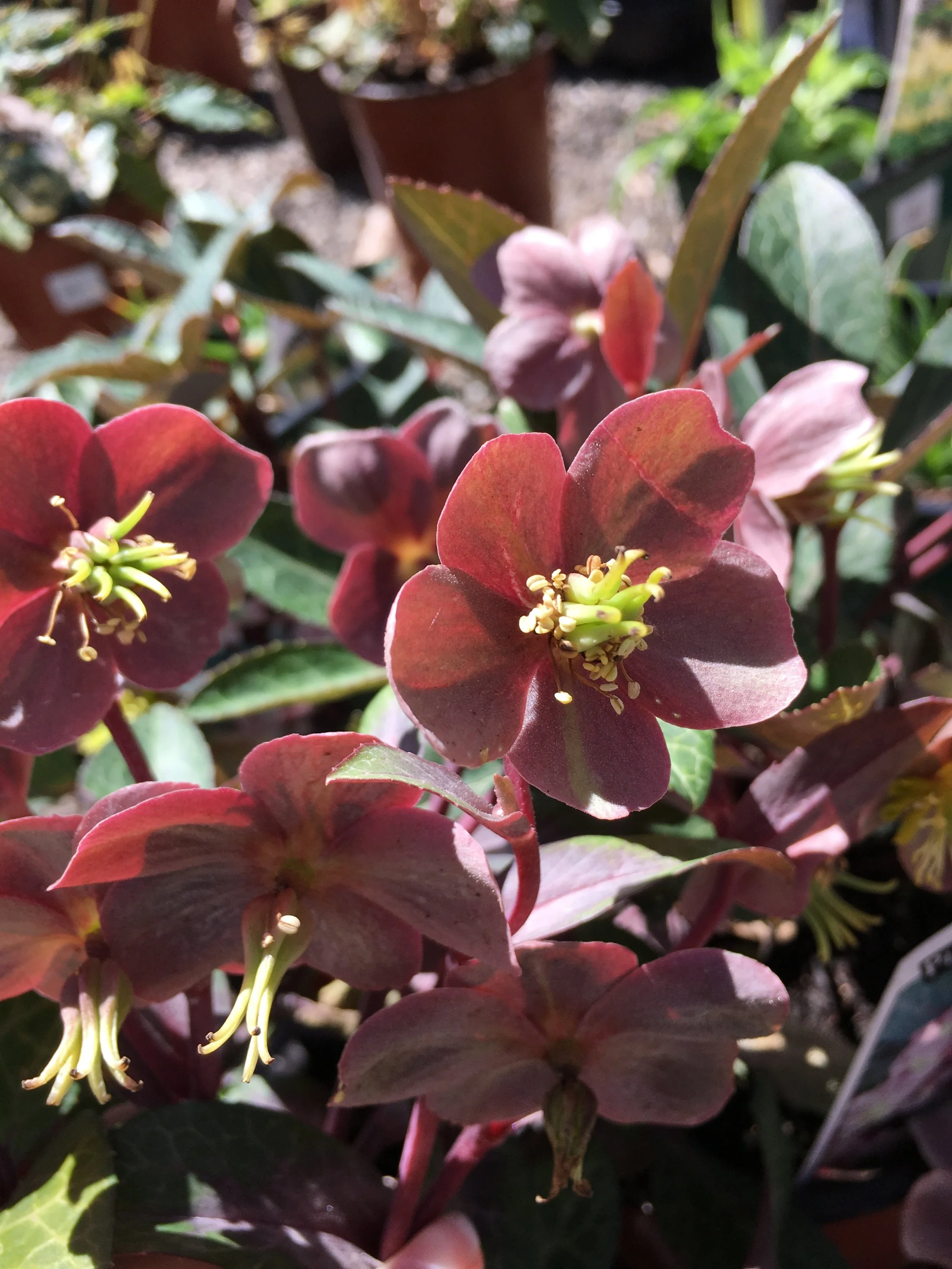 Hellebores are here, and you won’t want to miss out on these varieties ...