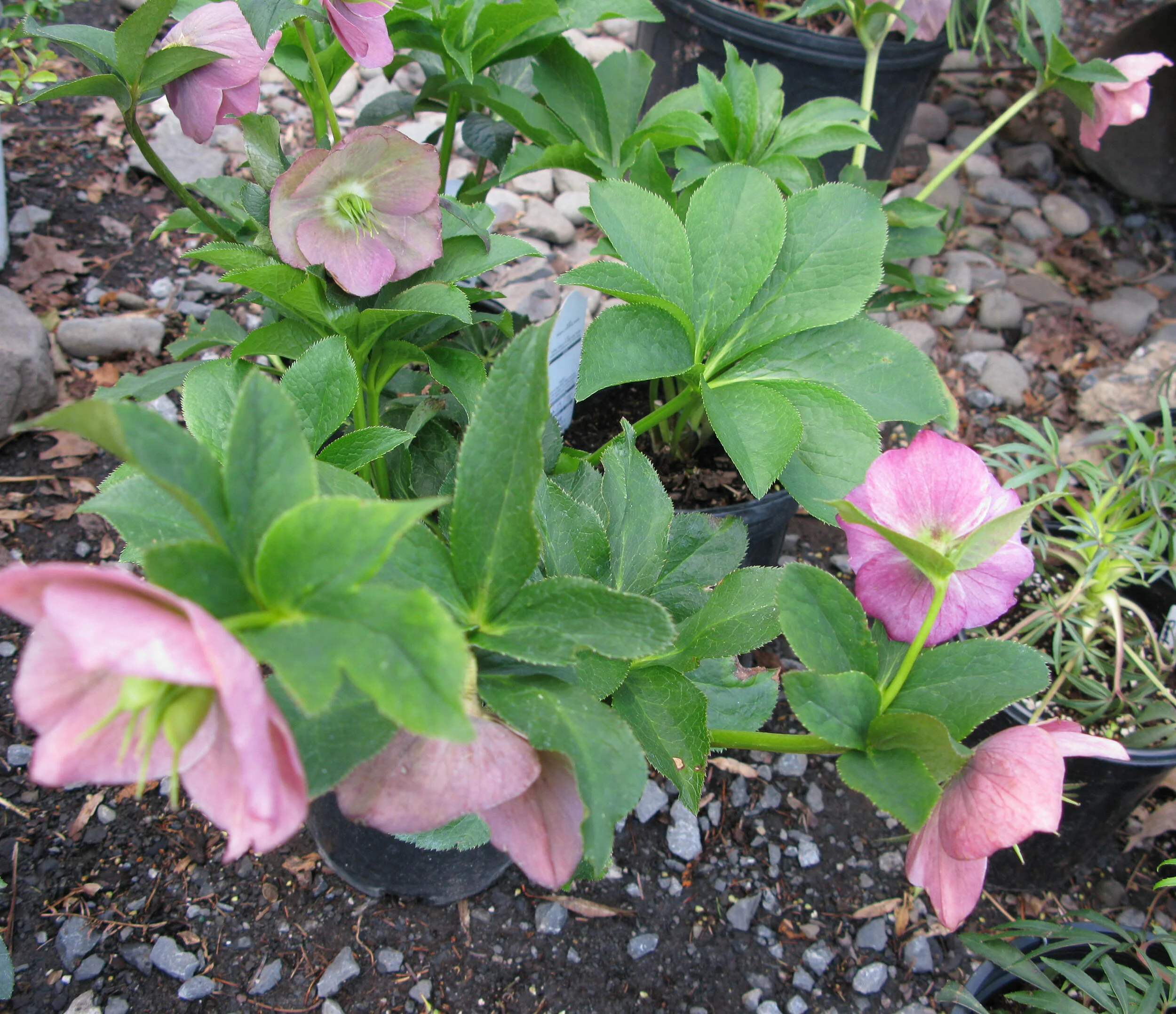 Hellebores are here, and you won’t want to miss out on these varieties ...