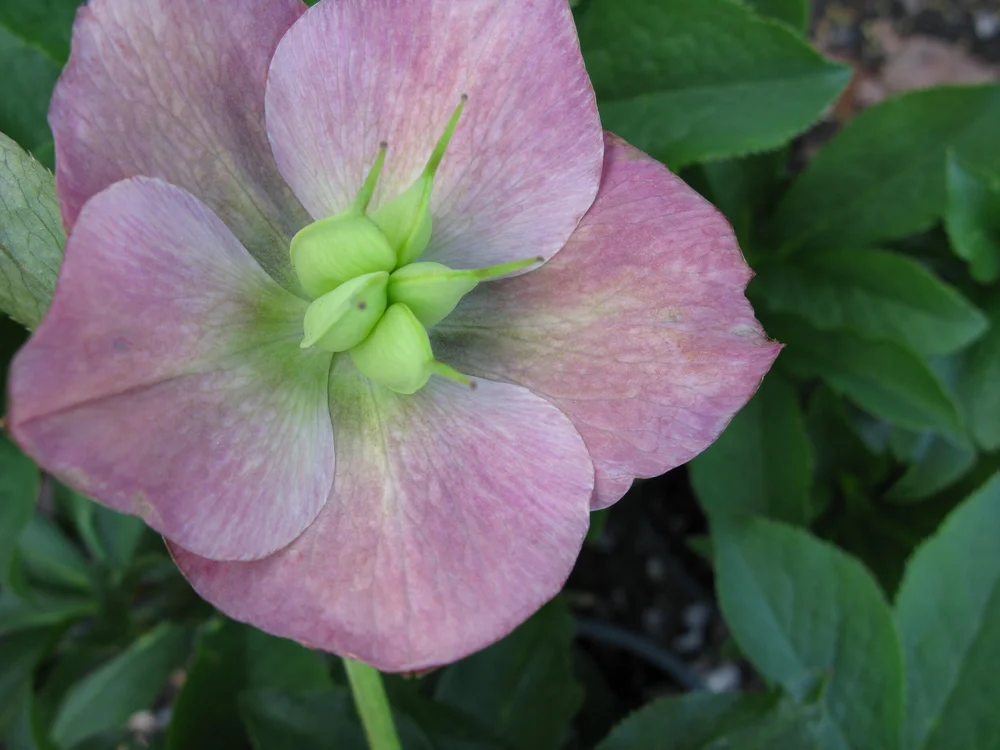 Hellebores are here, and you won’t want to miss out on these varieties ...