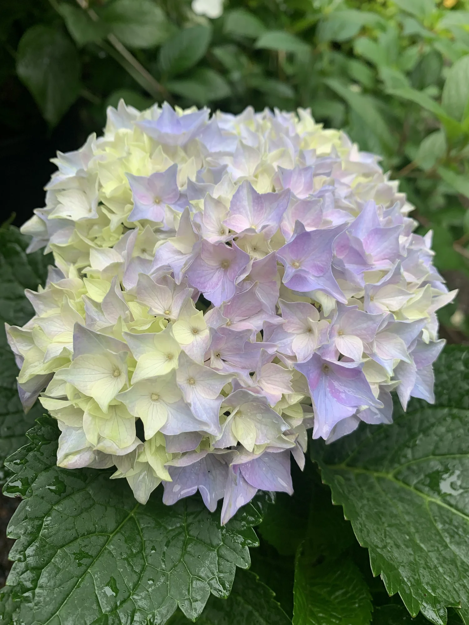 Heavenly Hydrangea — Victoria Gardens