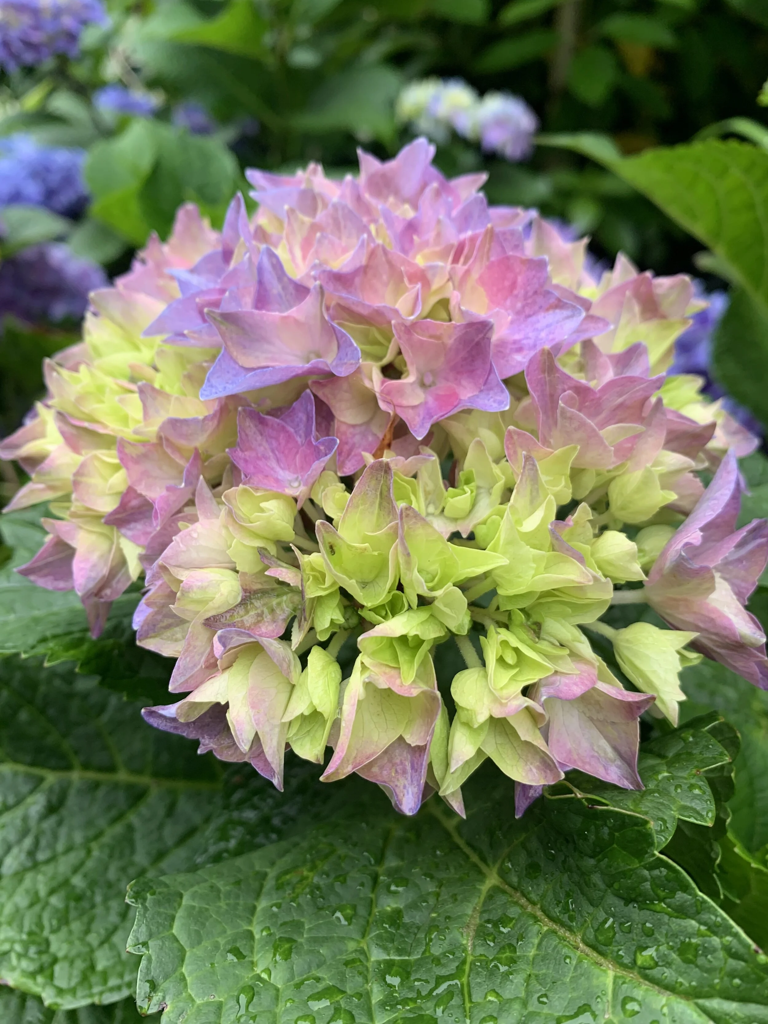 Heavenly Hydrangea — Victoria Gardens