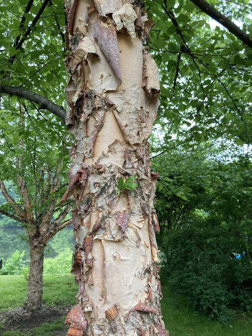 River Birch (Betula nigra ‘Heritage’) — Victoria Gardens