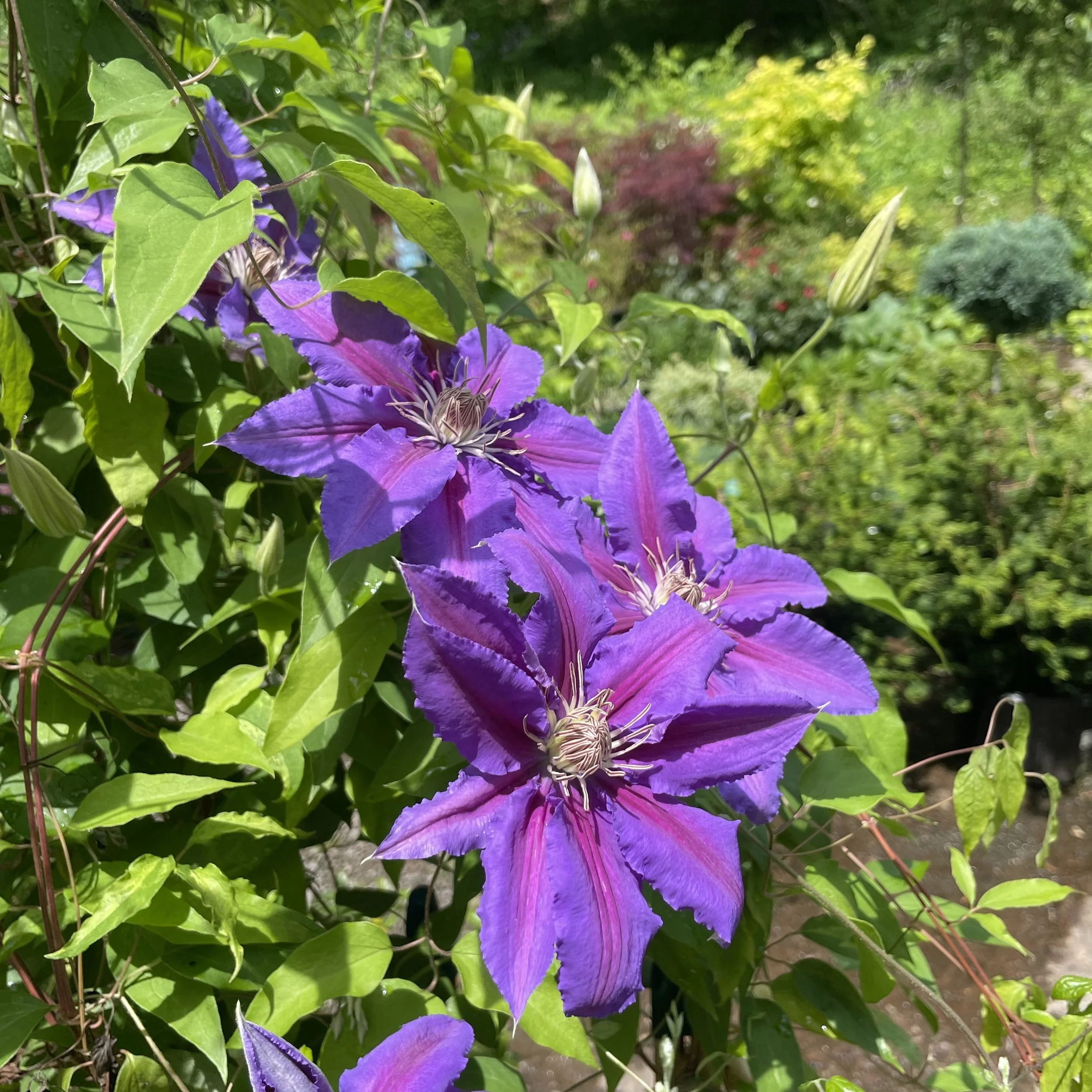 The 3 different bloom times of Clematis (and when to prune them ...