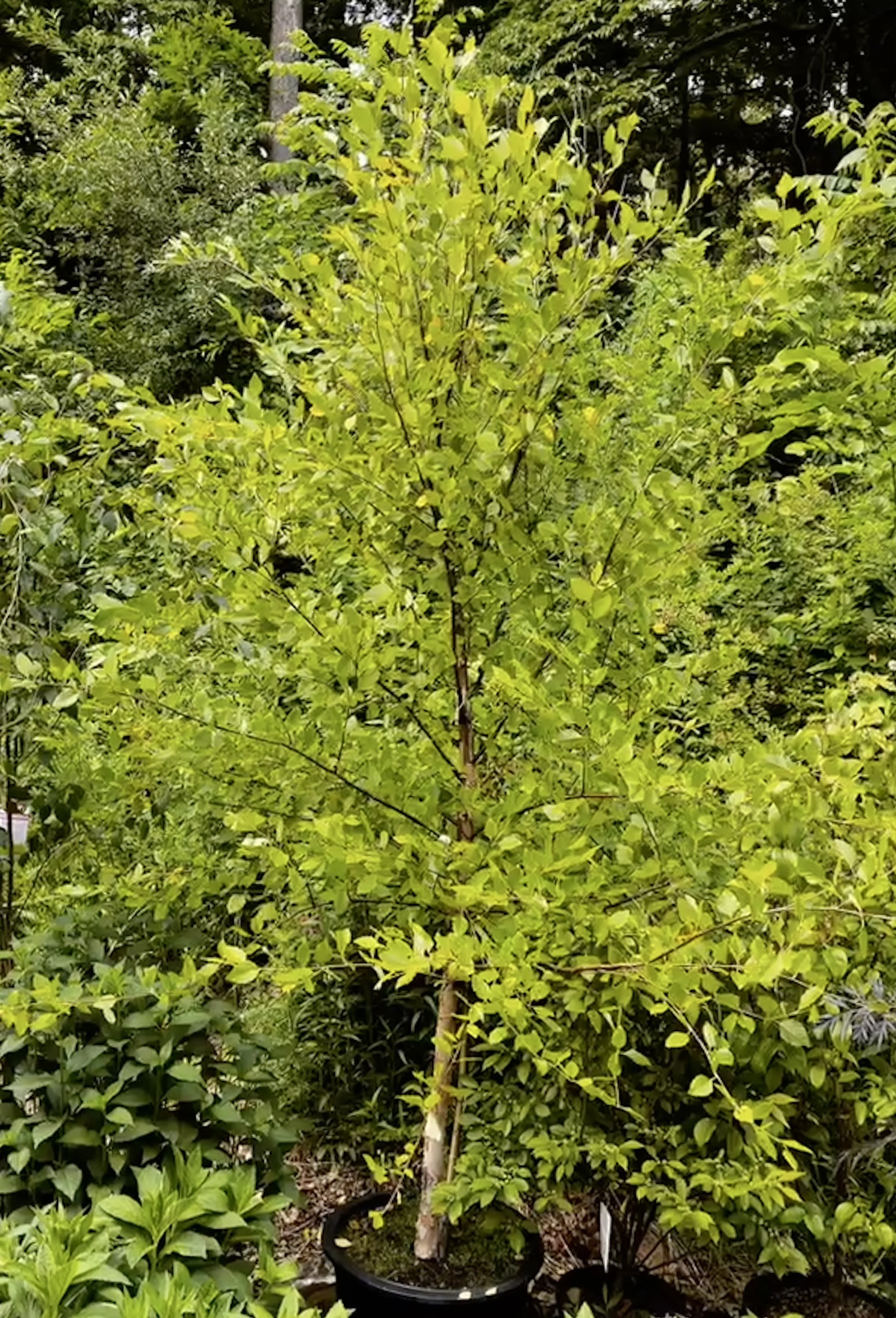 River Birch (Betula nigra ‘Heritage’) — Victoria Gardens