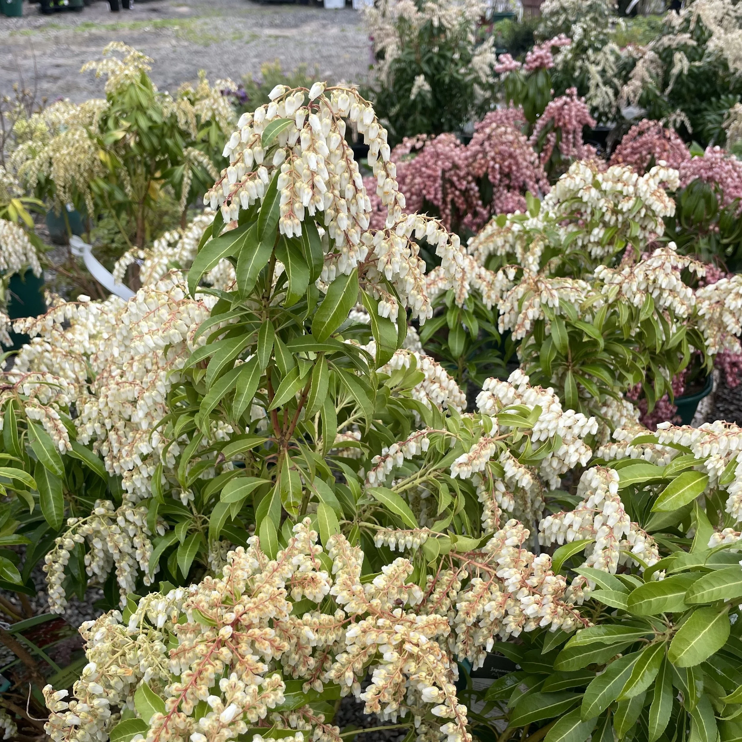 Shrubs That Shine in the Shade--Hudson Valley Gardening — Victoria Gardens