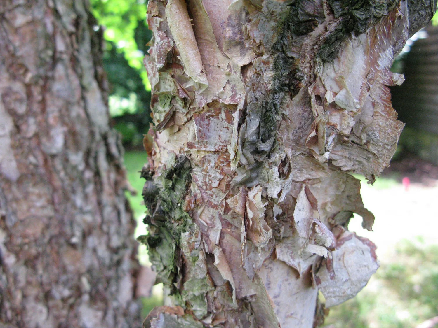 River Birch (Betula nigra ‘Heritage’) — Victoria Gardens