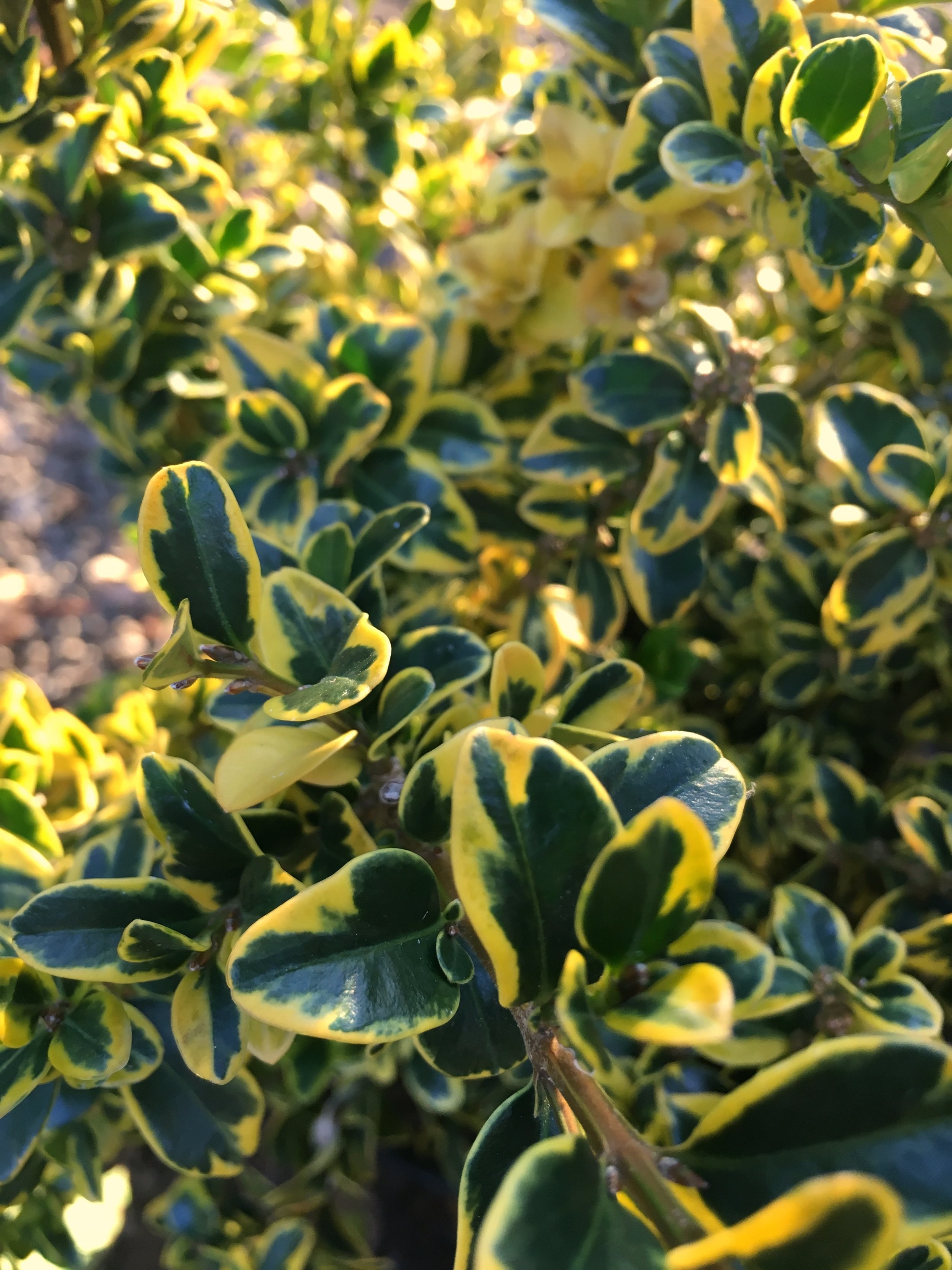 Shrubs That Shine in the Shade--Hudson Valley Gardening — Victoria Gardens