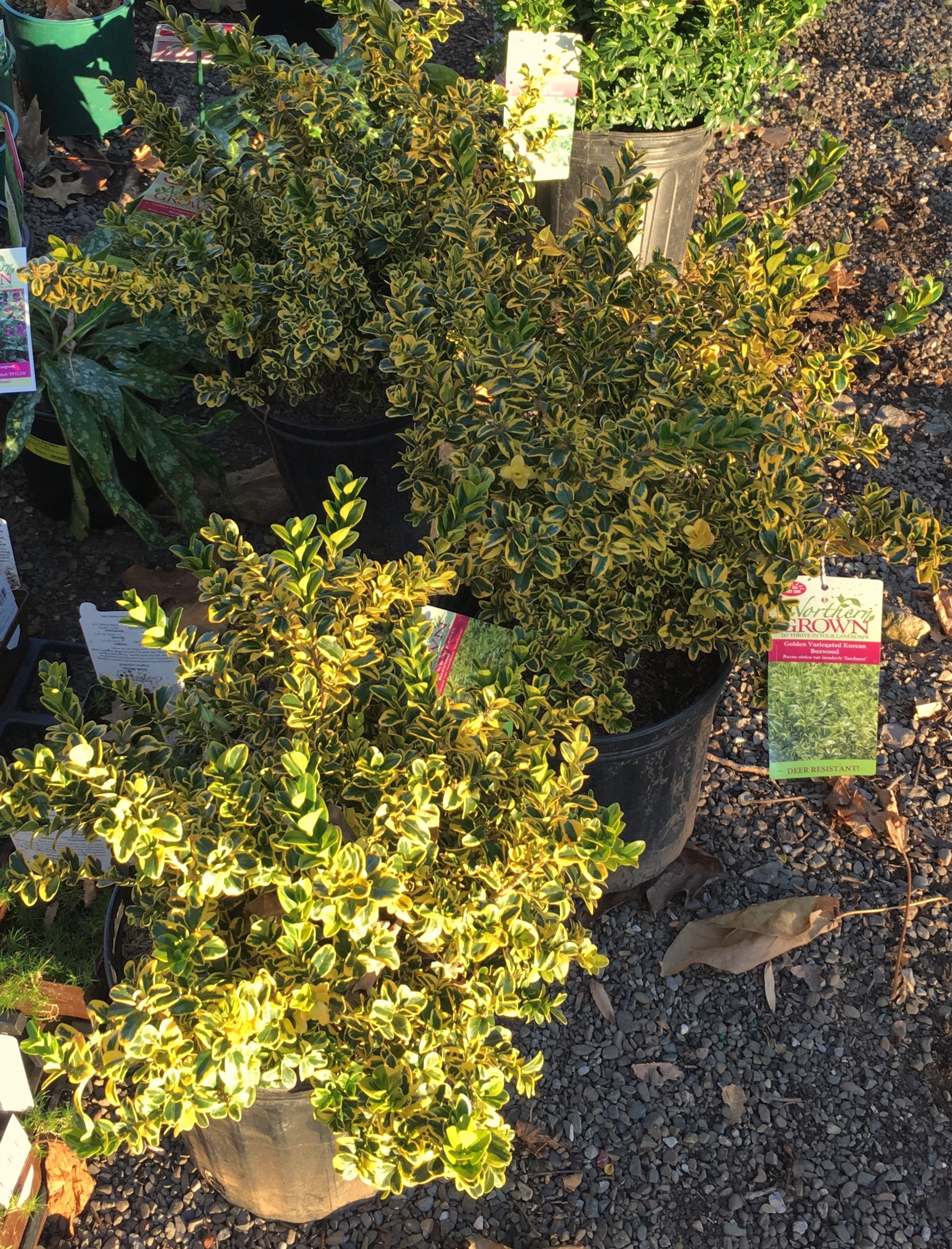 Shrubs That Shine in the Shade--Hudson Valley Gardening — Victoria Gardens
