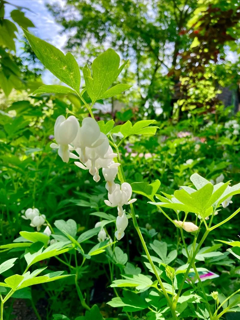 Companion Plants That Fill In When Bleeding Hearts Fade — Victoria Gardens