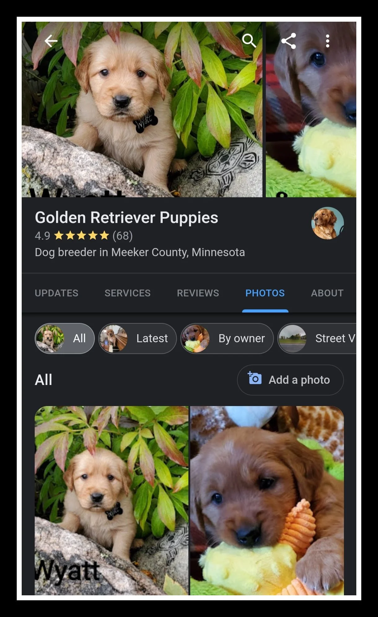 Google reviews — Golden Retriever Puppies