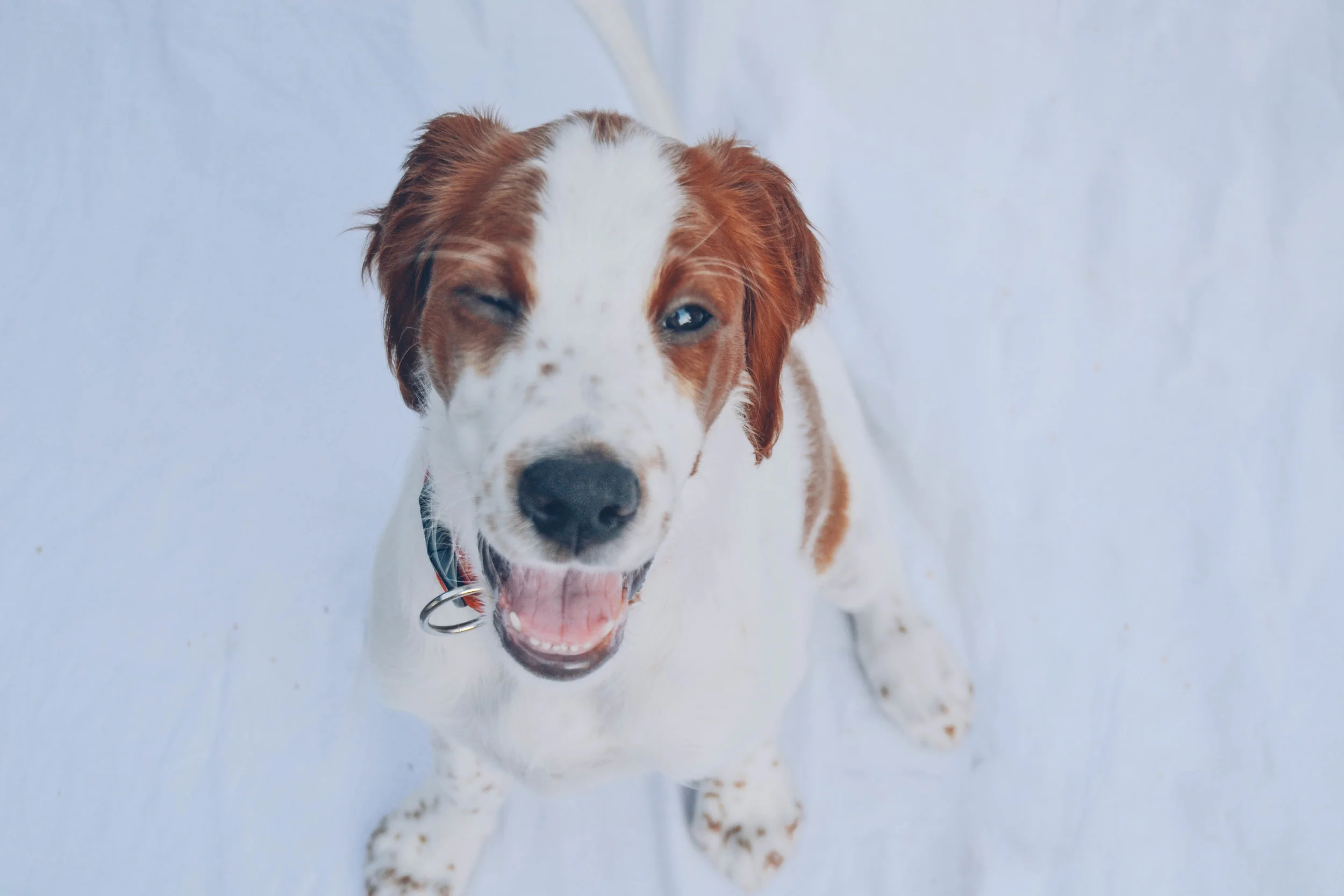 The Attack of Fleas: How a Multi-Dog Household Conquered an Outbreak of ...