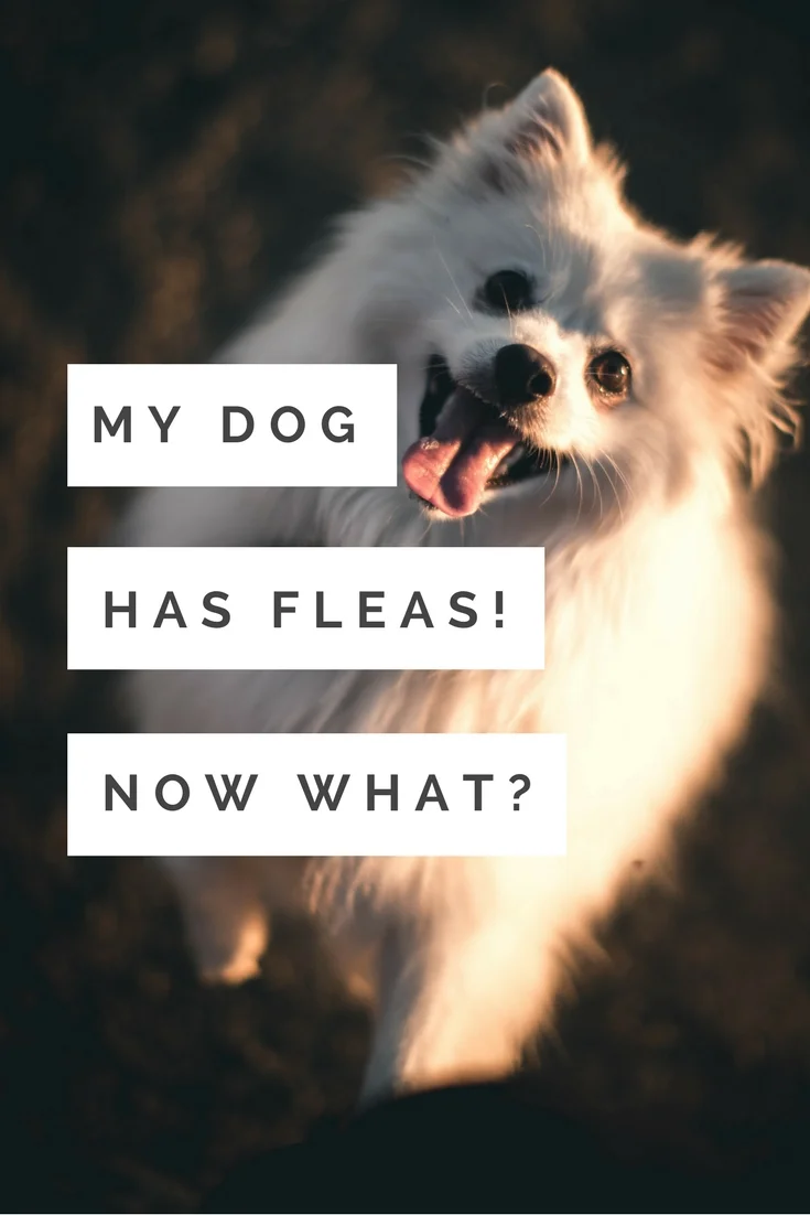 The Attack of Fleas: How a Multi-Dog Household Conquered an Outbreak of ...