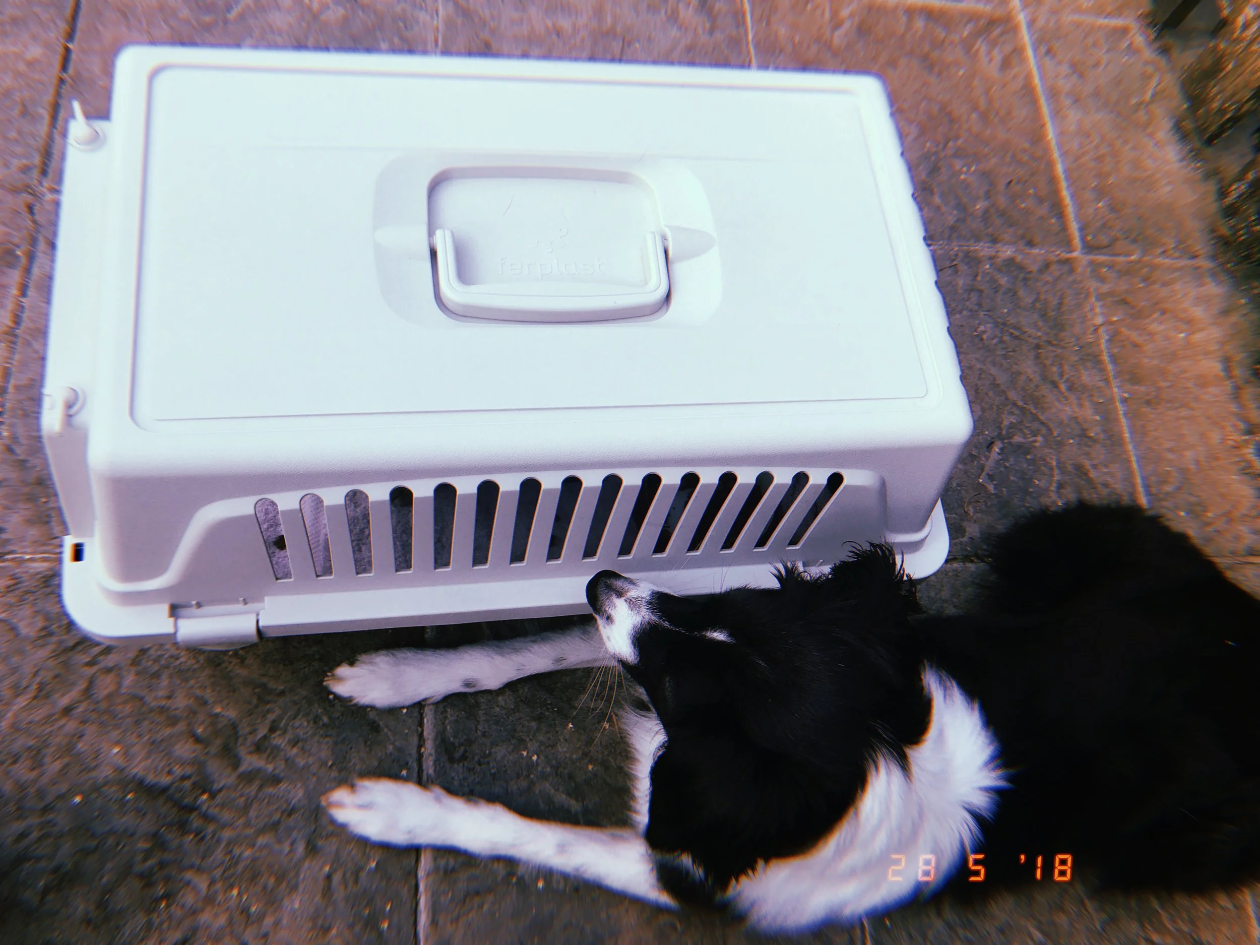 Reactive Dogs and Cats: A Socialization Guide [Part 1] — Mother of Rescues