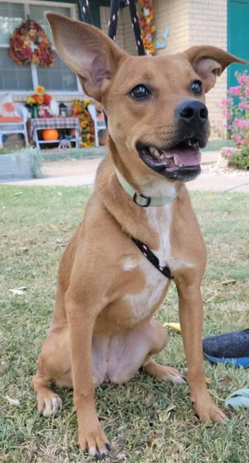 Featured Adoptable Dogs — Texas Pit Crew