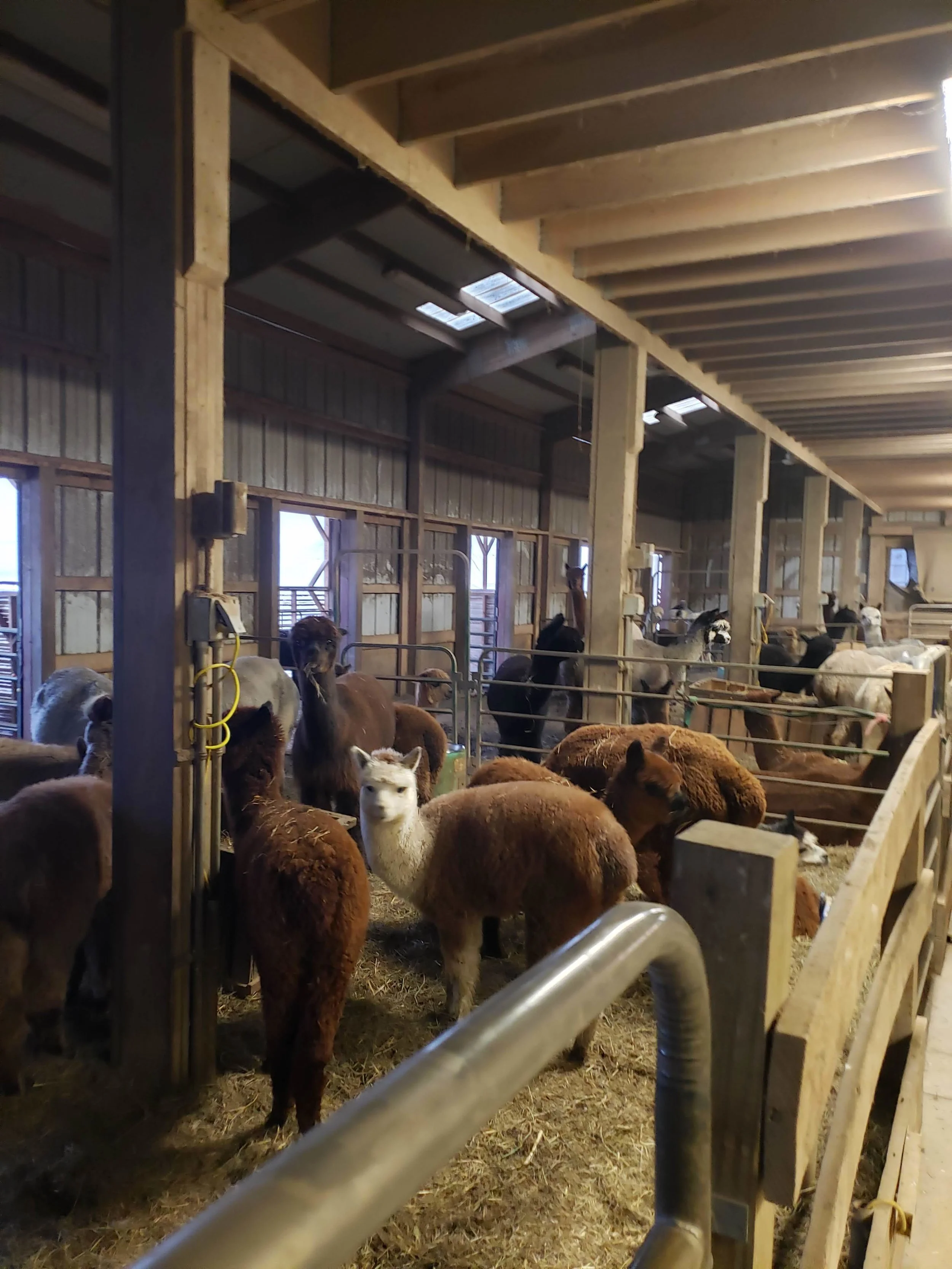 Alpaca Farm Layout Design