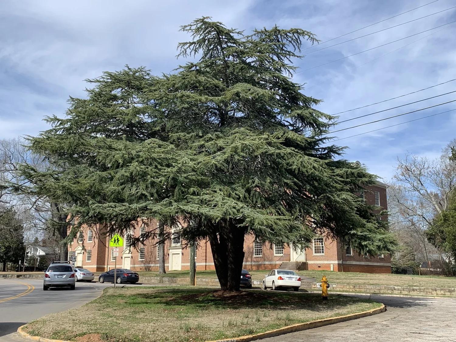 A Tree Grows in Wake Forest: Town Considers Plans to Commemorate ...
