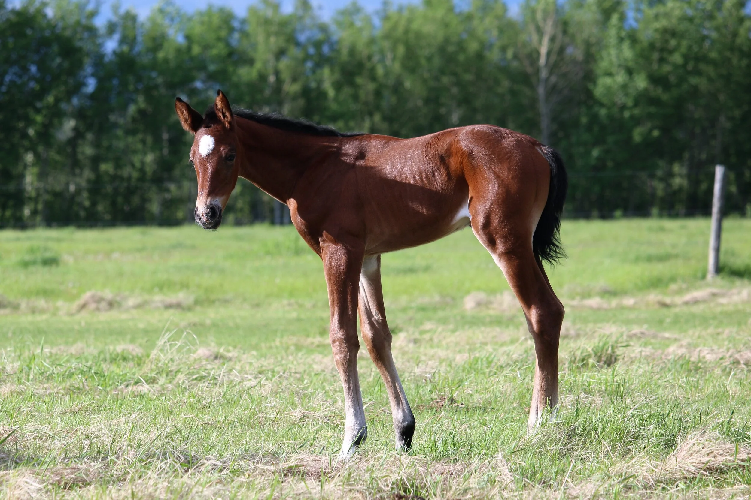 Rock My Soul Offspring — Sigma Warmbloods