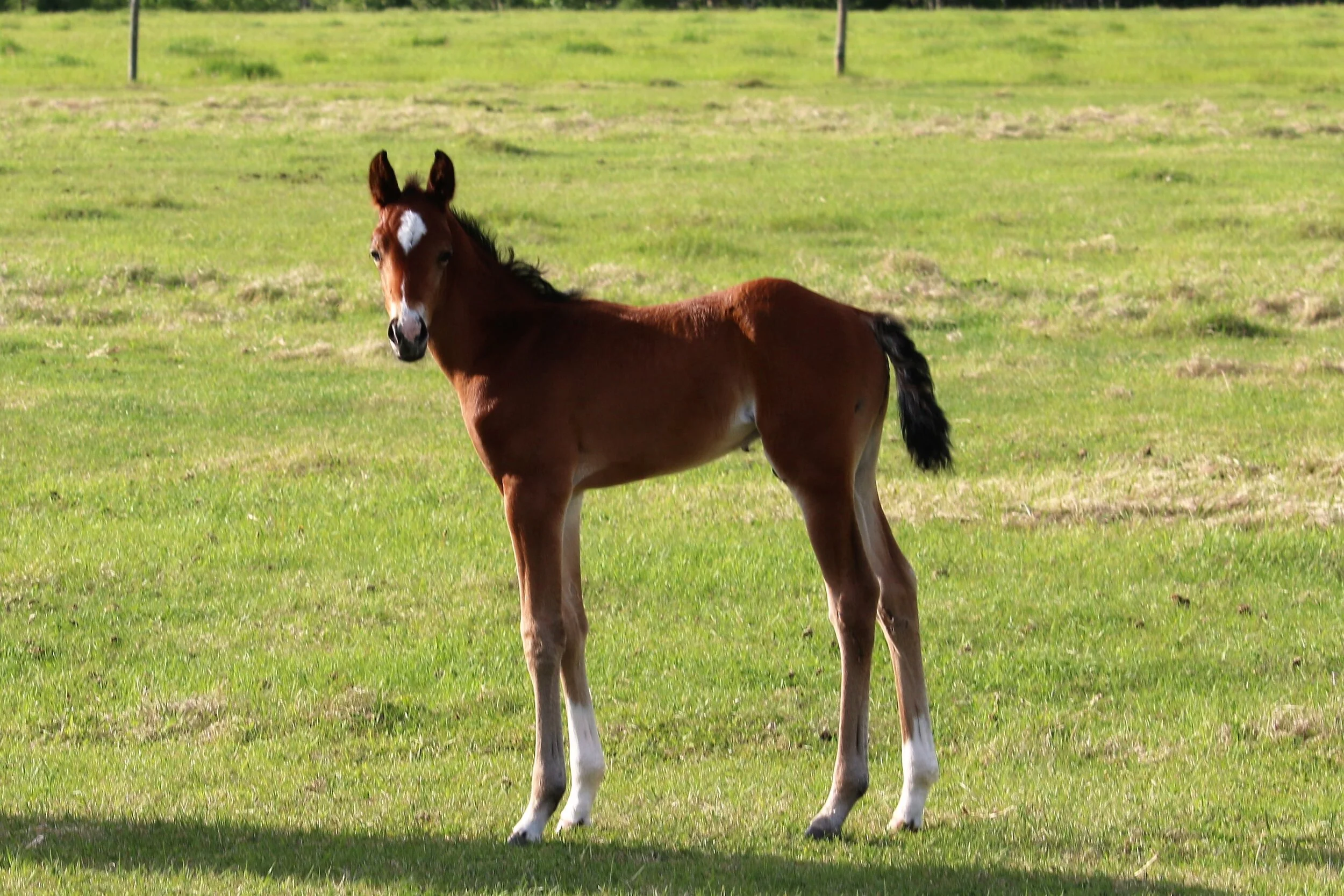 Rock My Soul Offspring — Sigma Warmbloods