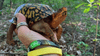 Gentle Guardians of our Ecosystem: Turtles of Long Island — New Suffolk ...