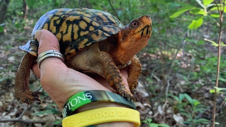 Gentle Guardians of our Ecosystem: Turtles of Long Island — New Suffolk ...