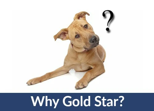 Deb Helfrich/Gold Star Dog Training