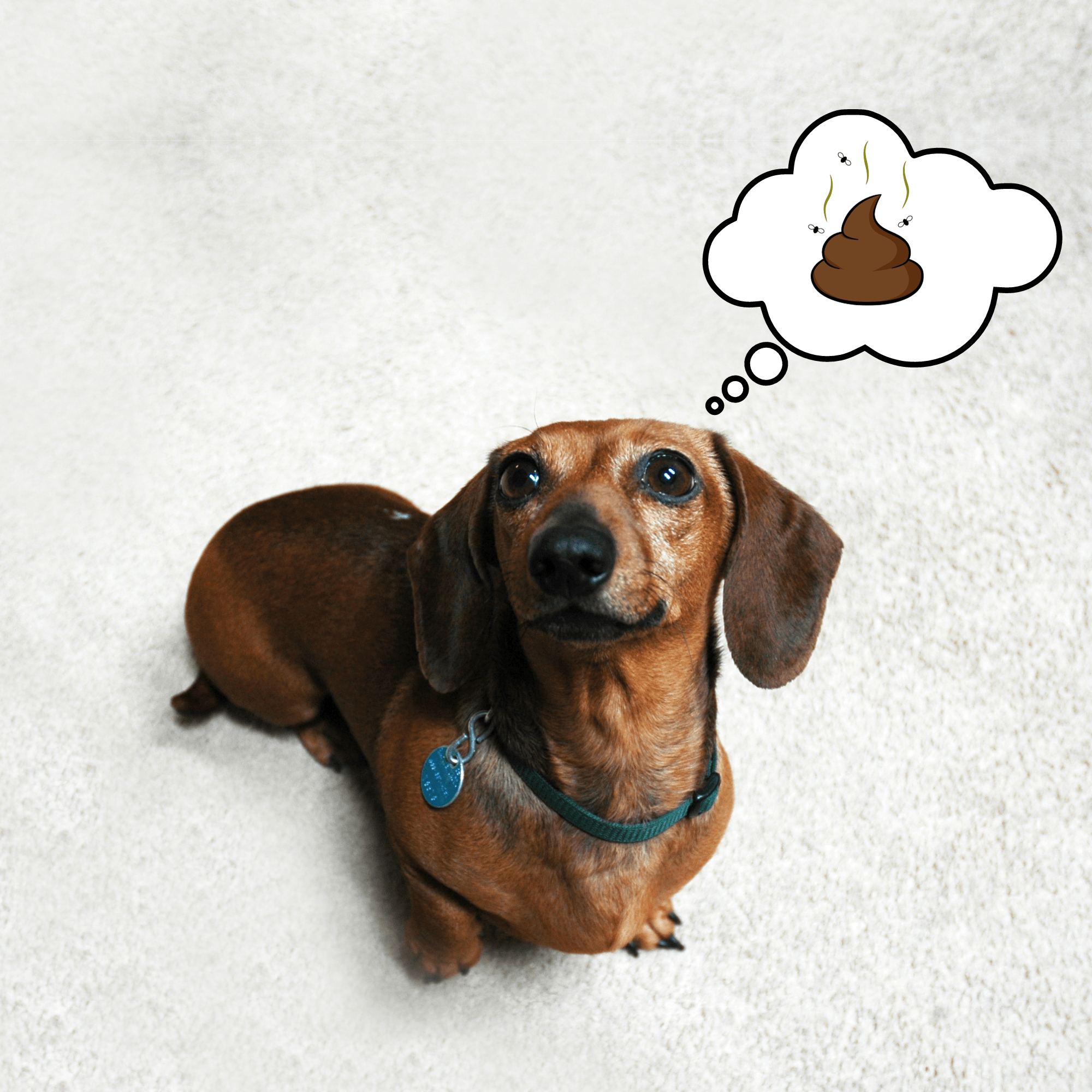 Why Do Dogs Snack on Poop? 💩 — Petzbe - A Social Media Pet App