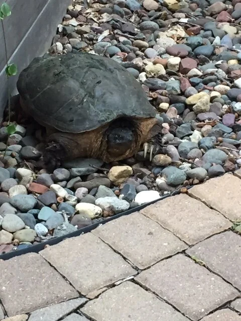 Turtles of Wisconsin — Big · Round · Pine