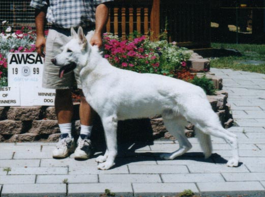 Braehead White Shepherds