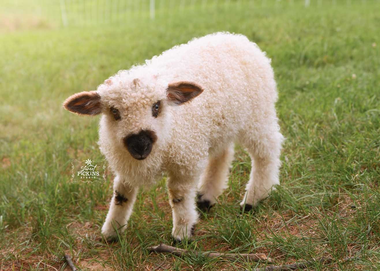Wabash, Indiana Sheep Farm Family Photography — Sweet Pickins Studio ...