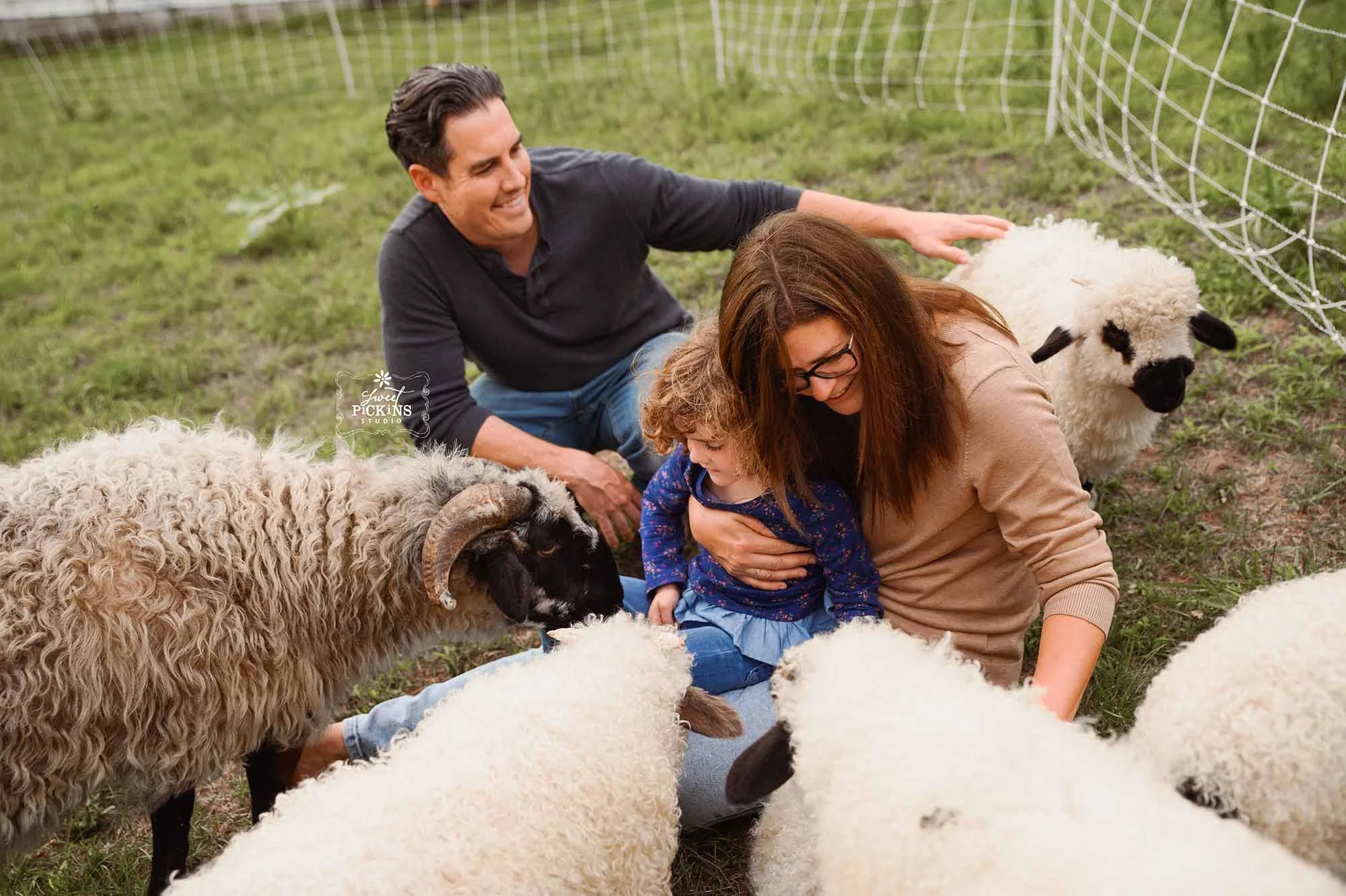 Wabash, Indiana Sheep Farm Family Photography — Sweet Pickins Studio ...