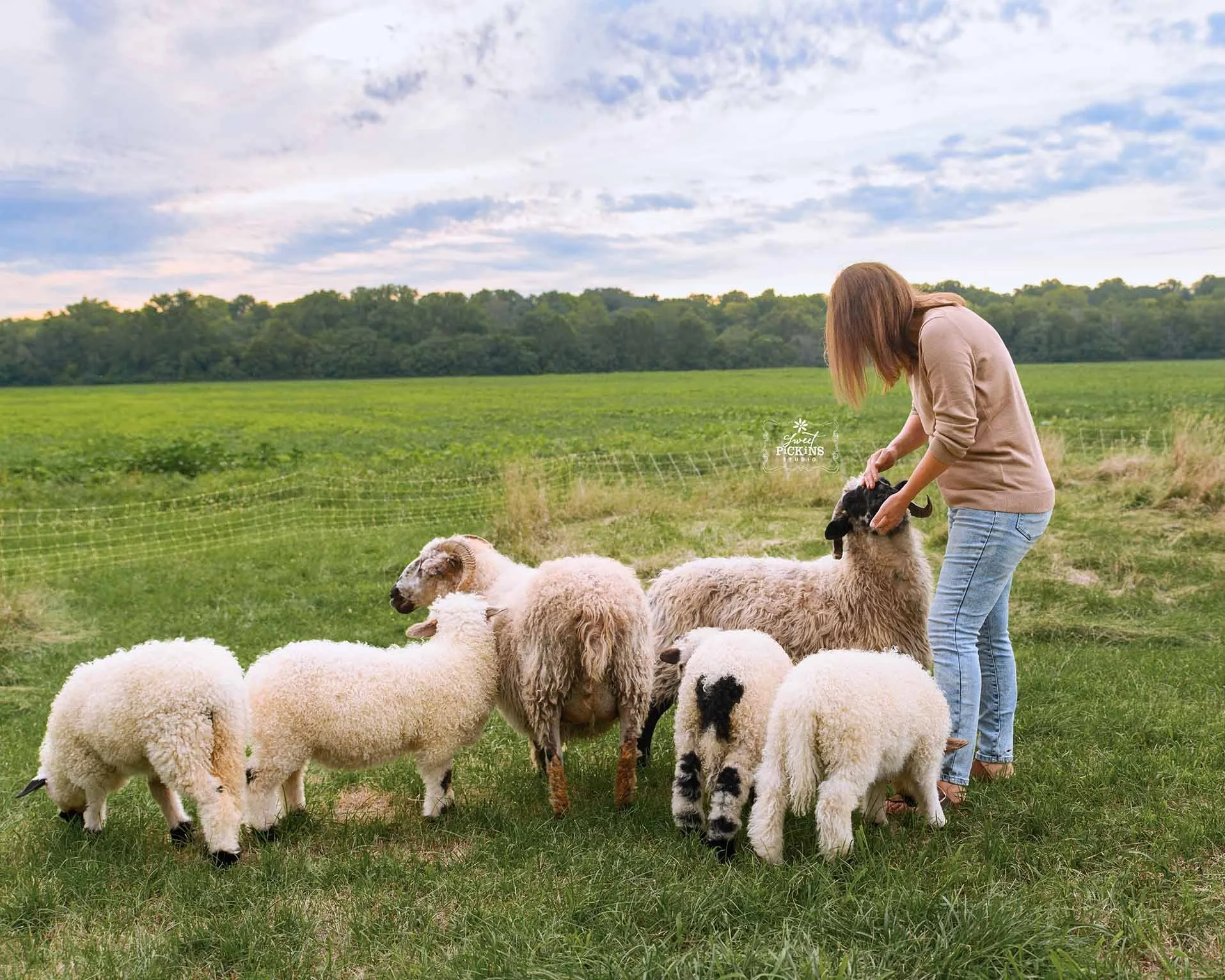 Wabash, Indiana Sheep Farm Family Photography — Sweet Pickins Studio ...