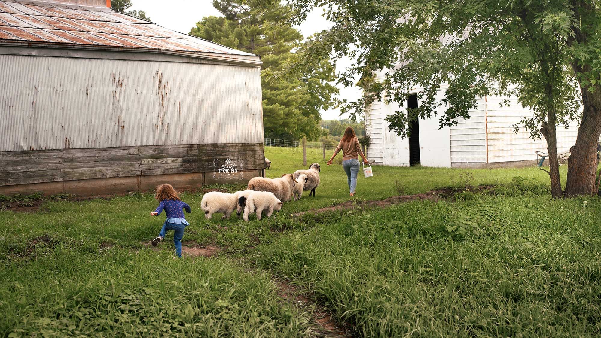 Wabash, Indiana Sheep Farm Family Photography — Sweet Pickins Studio ...