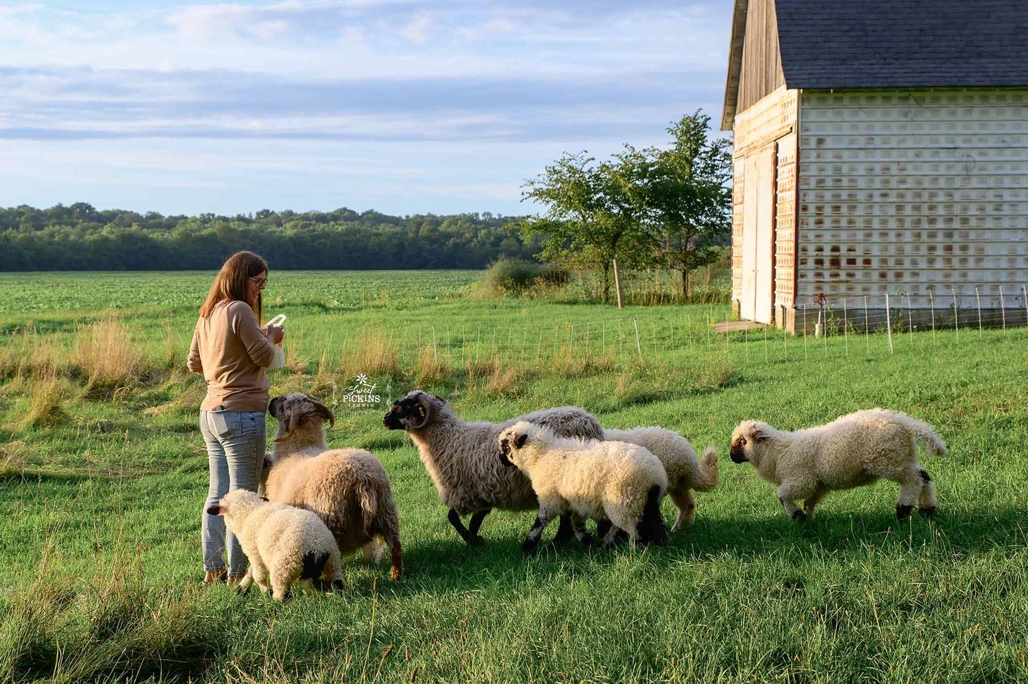 Wabash, Indiana Sheep Farm Family Photography — Sweet Pickins Studio ...