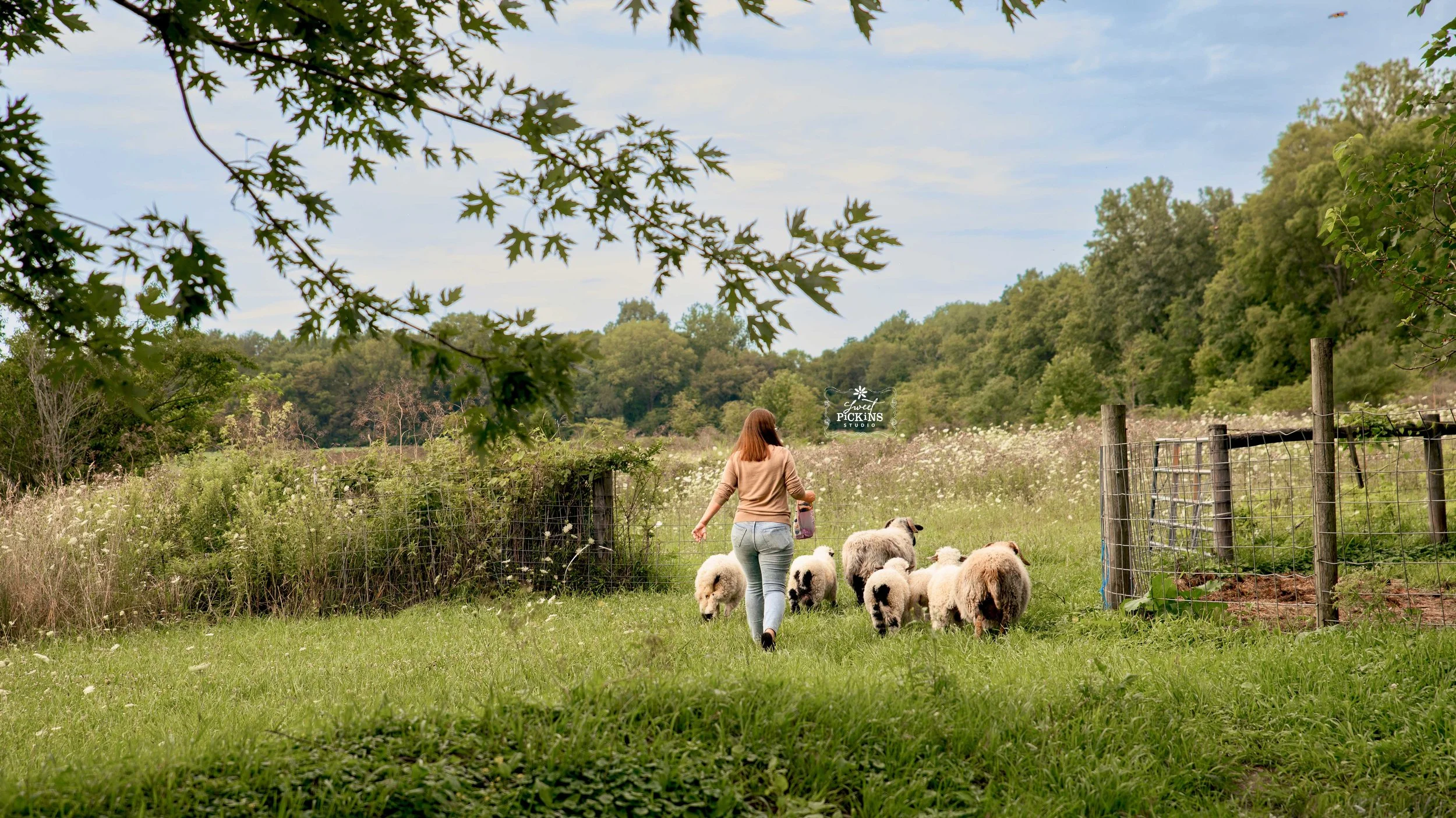 Wabash, Indiana Sheep Farm Family Photography — Sweet Pickins Studio ...