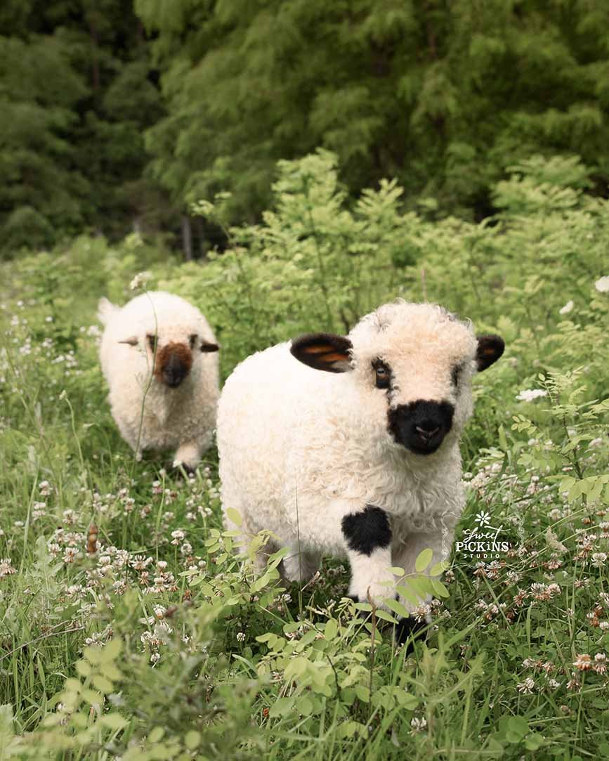 Wabash, Indiana Sheep Farm Family Photography — Sweet Pickins Studio ...