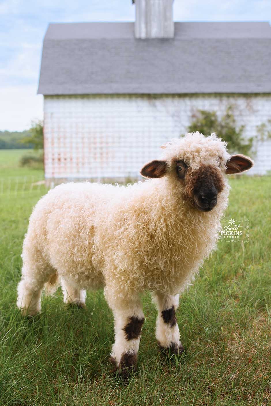 Wabash, Indiana Sheep Farm Family Photography — Sweet Pickins Studio ...