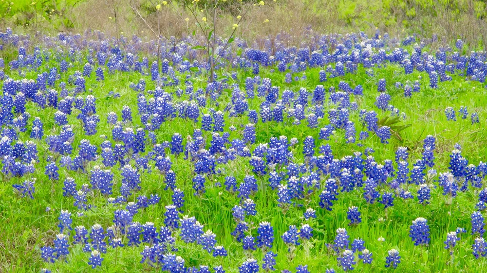 Blue Bell Flower Texas | Best Flower Site