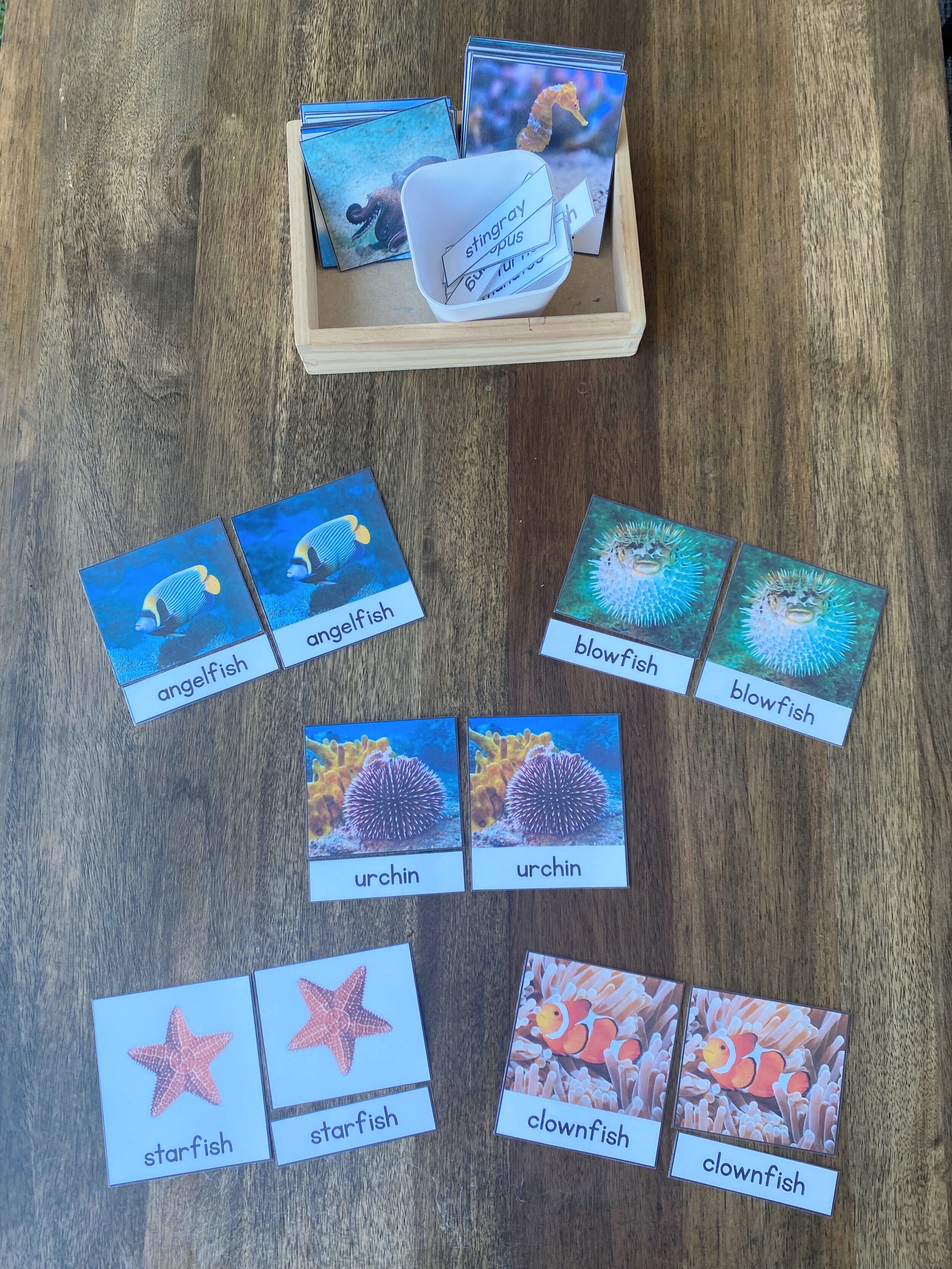 🐙🐋🐠 Ocean Animals — Cub Collective