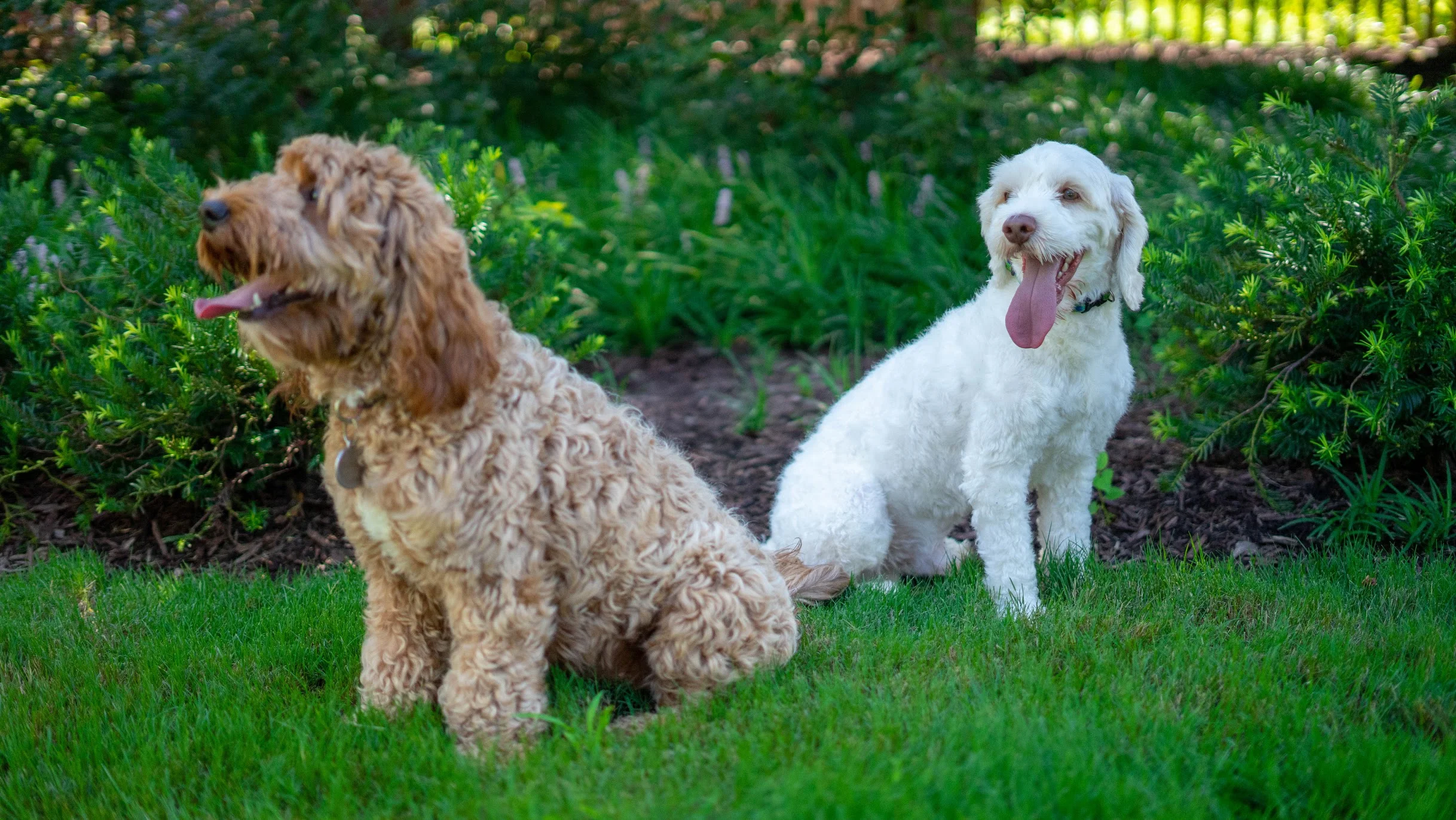 Happy Tails Australian Labradoodles