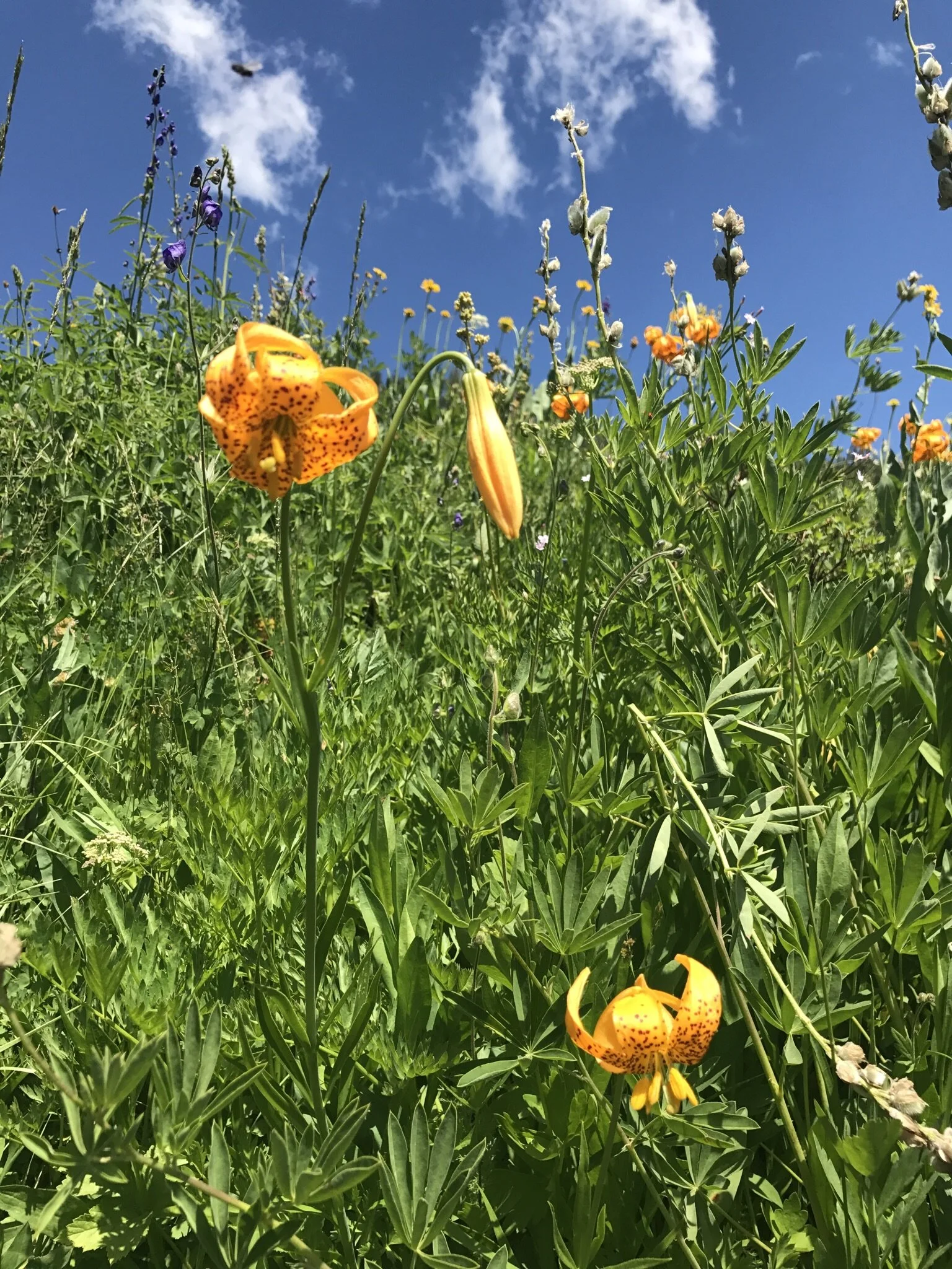 Essential Light Institute