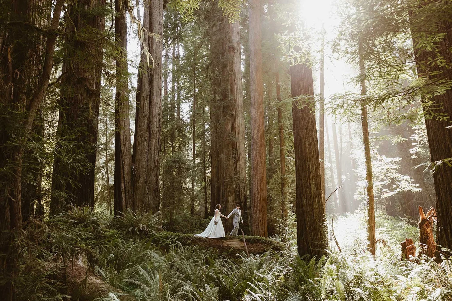 Redwoods Elopement Guide [2024] — California Elopement Photographer ...